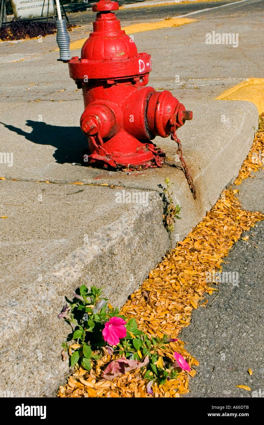 Flower growing in a gutter near a fire hydrant Stock Photo - Alamy