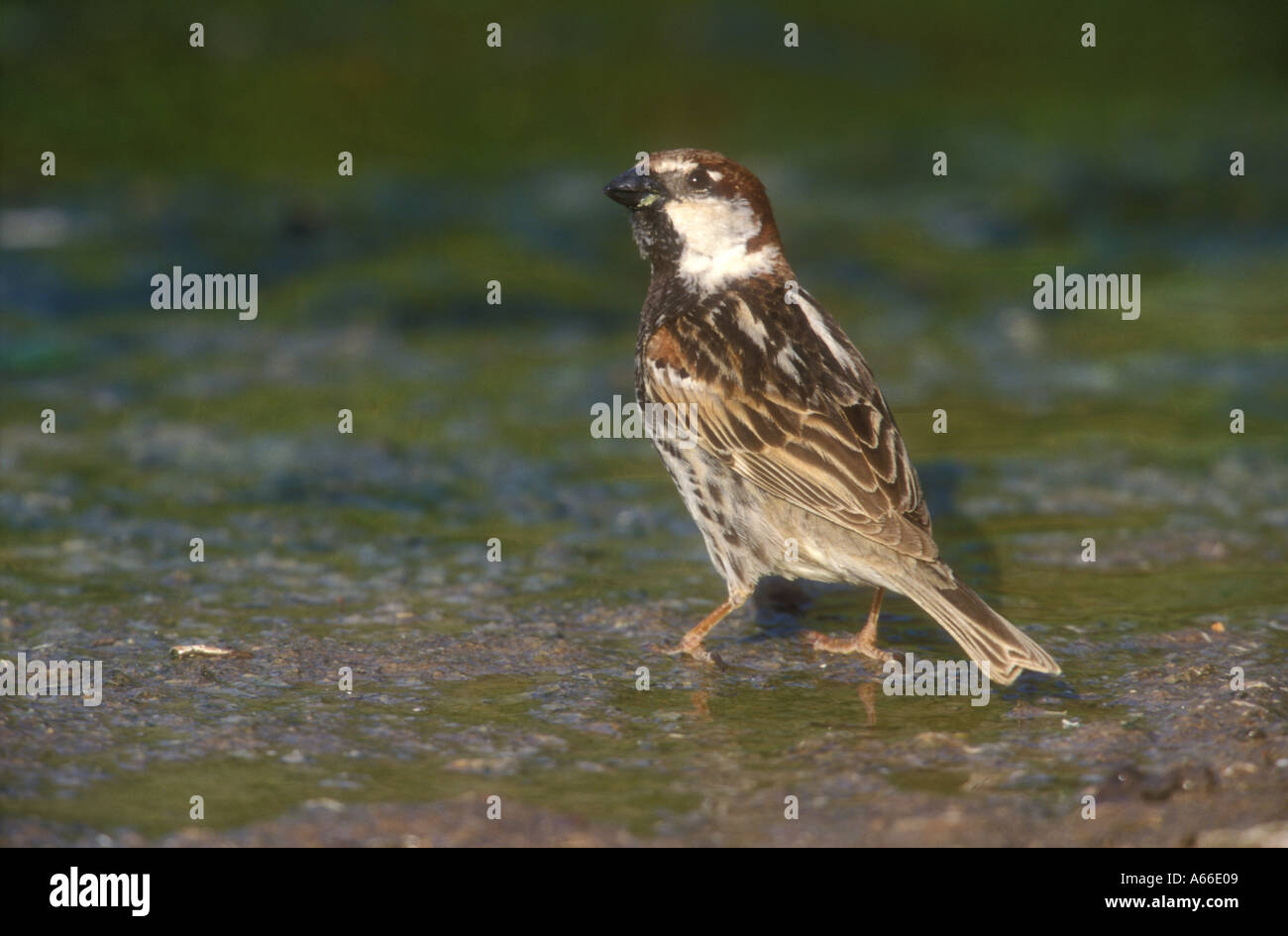 Spannish sparrow hi-res stock photography and images - Alamy