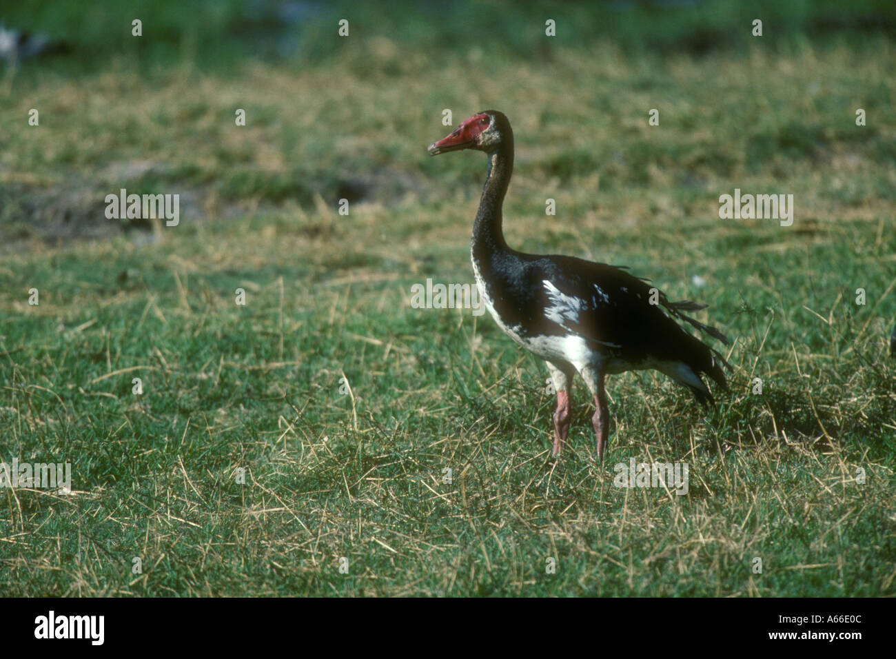 SPUR WINGED GOOSE Plectropterus gambensis Stock Photo - Alamy