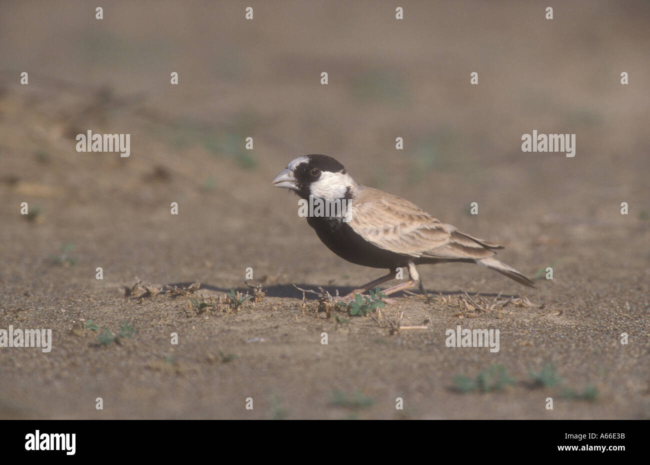 BLACK CROWNED FINCH LARK Eremopterix nigriceps Stock Photo - Alamy