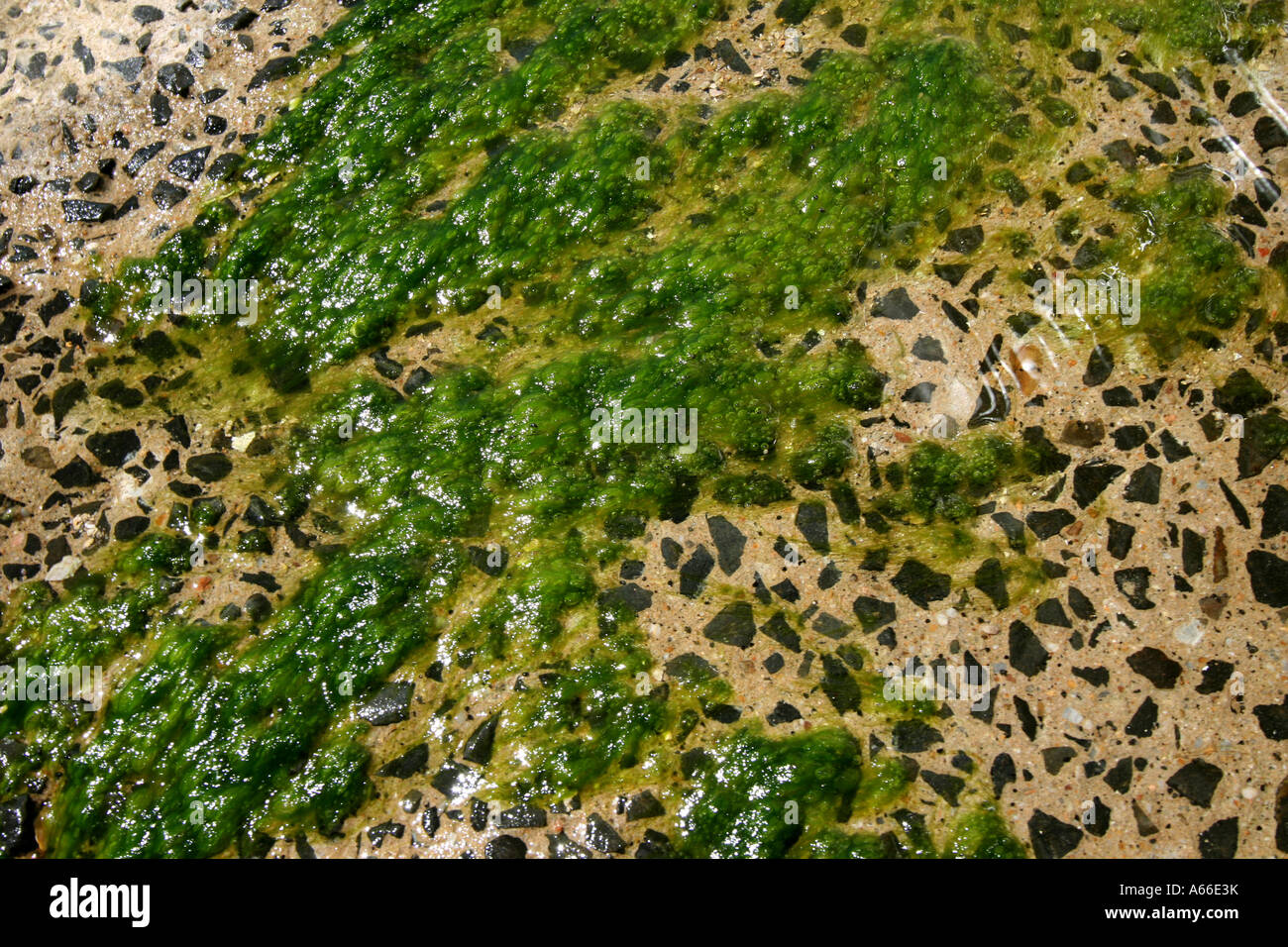 ALGAE GROWING ON SEASIDE ROCKS HORIZONTAL BAPDB10164 Stock Photo - Alamy