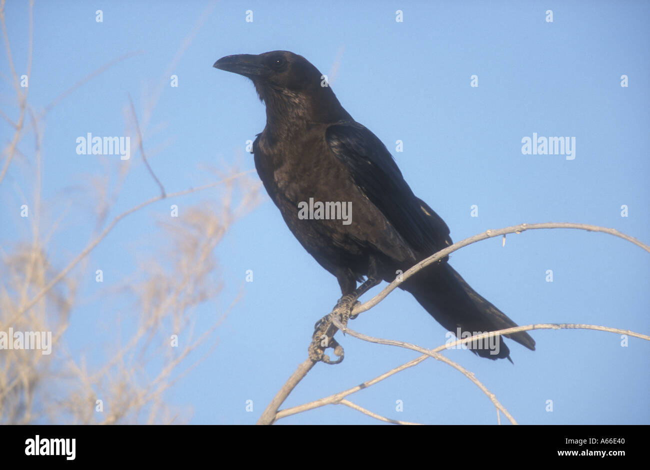 Brown necked raven hi-res stock photography and images - Alamy