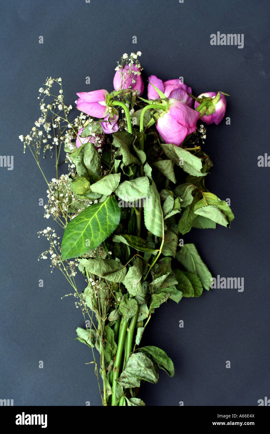 BUNCH OF DEAD PINK ROSES ROSA FAMILY ROSACEAE WITH WITHERED LEAVES ...