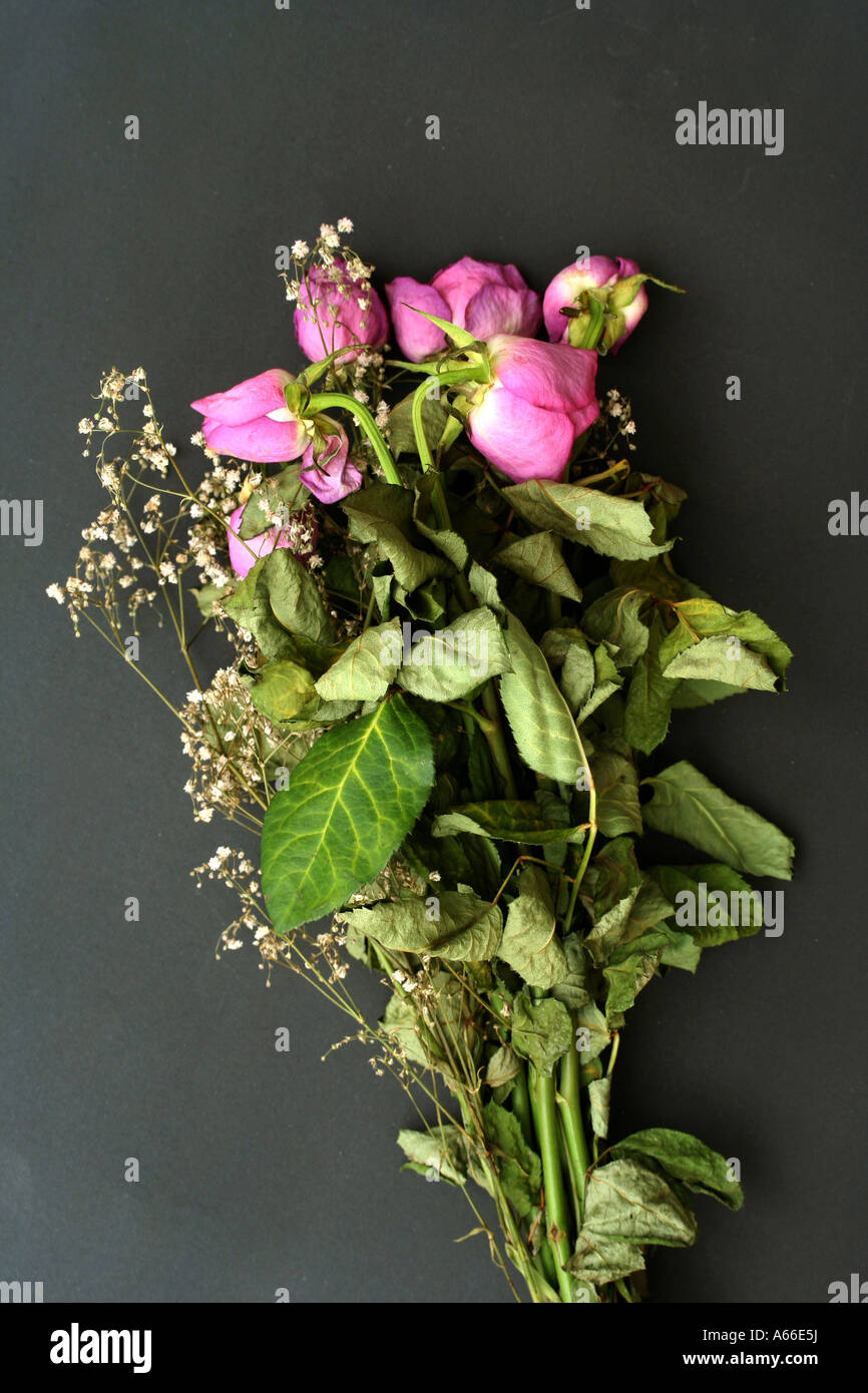 BUNCH OF DEAD PINK ROSES ROSA FAMILY ROSACEAE WITH WITHERED LEAVES ...