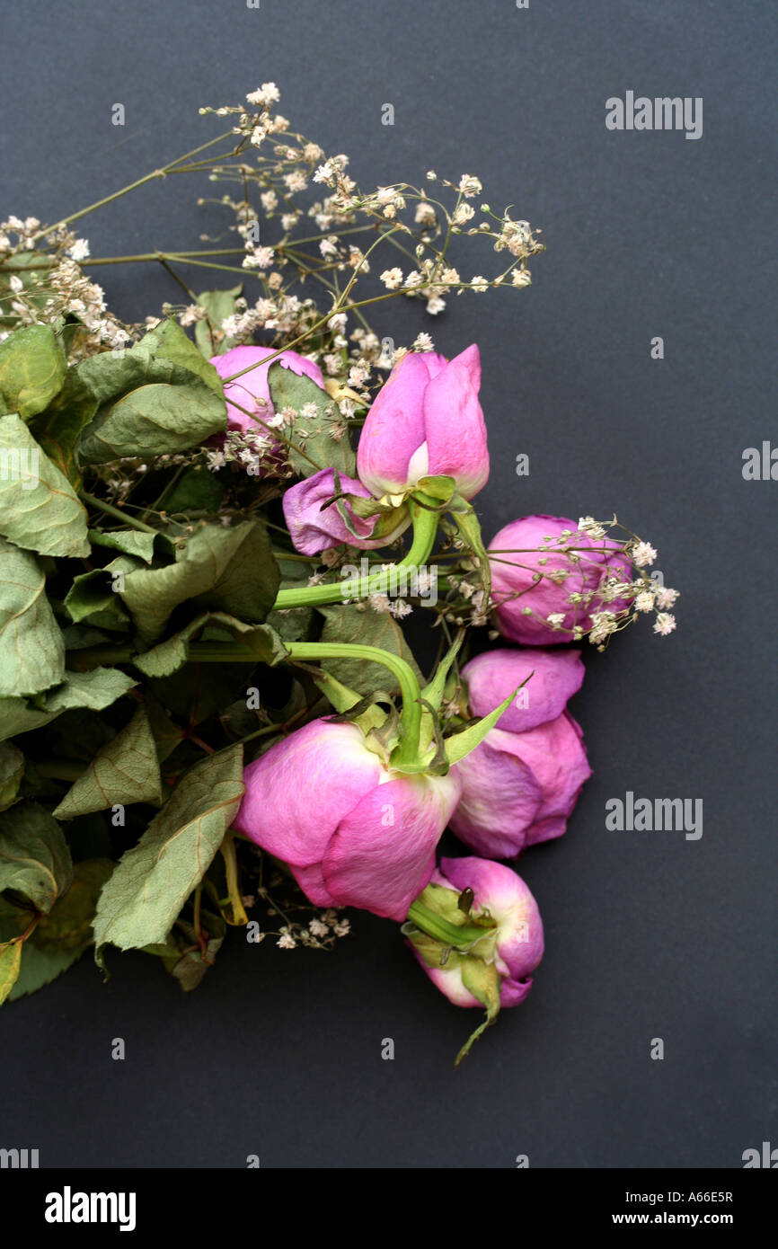 BUNCH OF DEAD PINK ROSES ROSA FAMILY ROSACEAE WITH WITHERED LEAVES ...