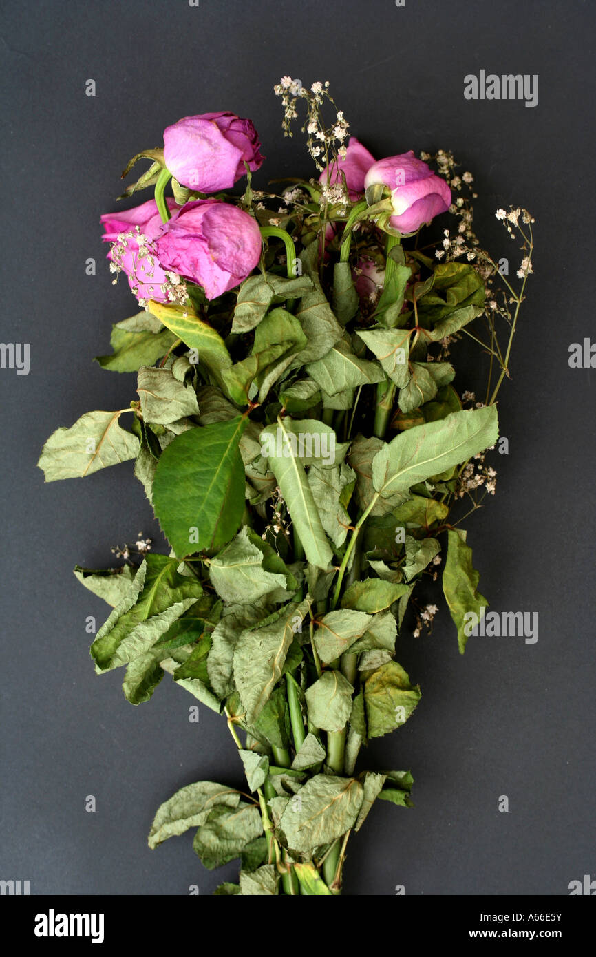 BUNCH OF DEAD PINK ROSES ROSA FAMILY ROSACEAE WITH WITHERED LEAVES ...