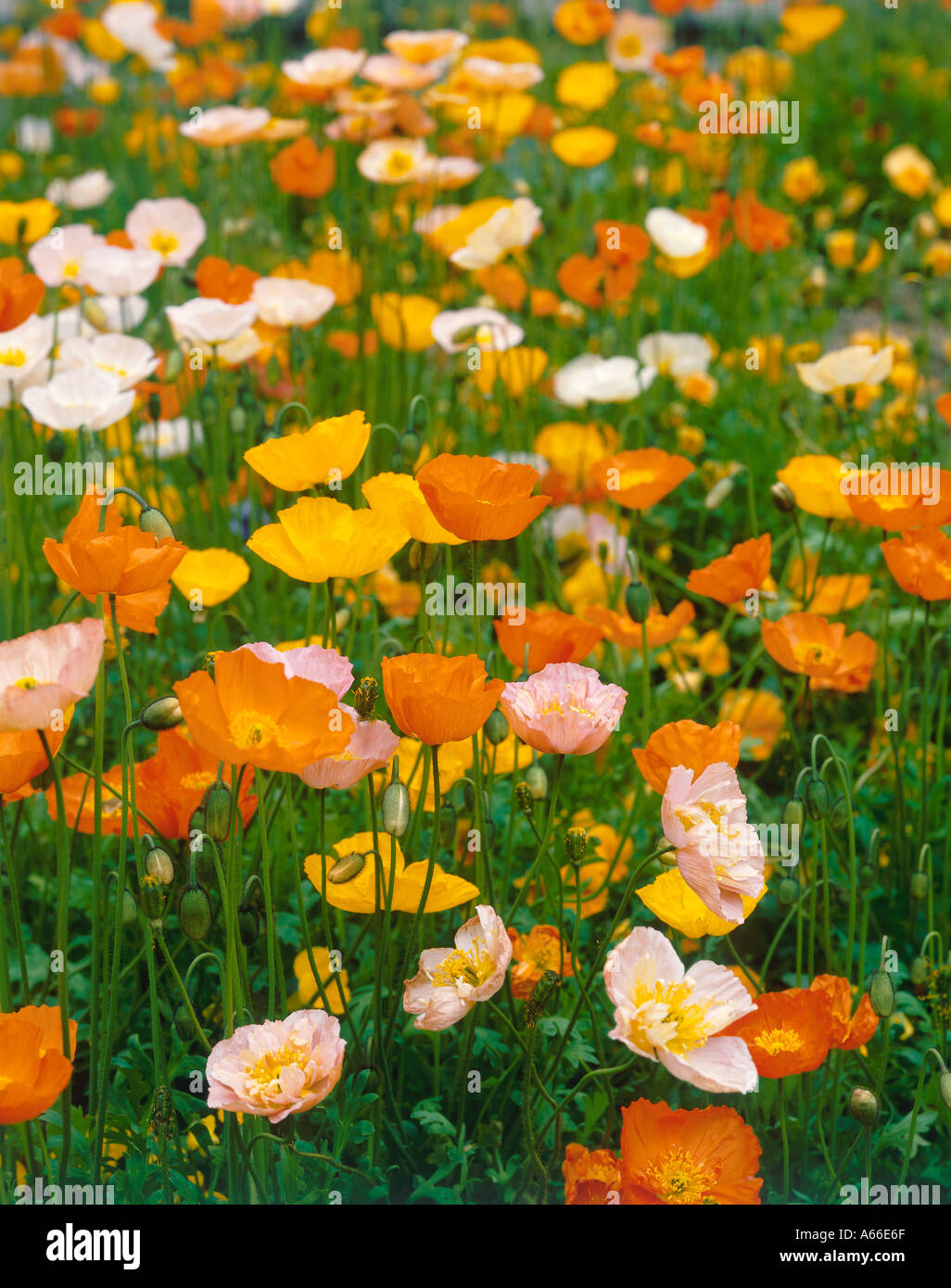 Different coloured poppies Stock Photo - Alamy