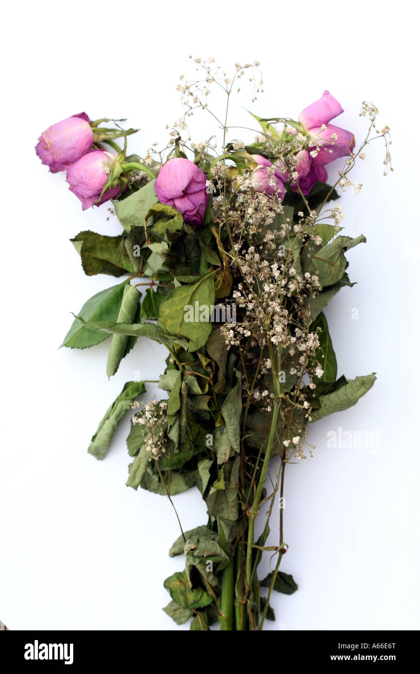 BUNCH OF DEAD PINK ROSES WITH WITHERED LEAVES WHITE BACKGROUND VERTICAL ...