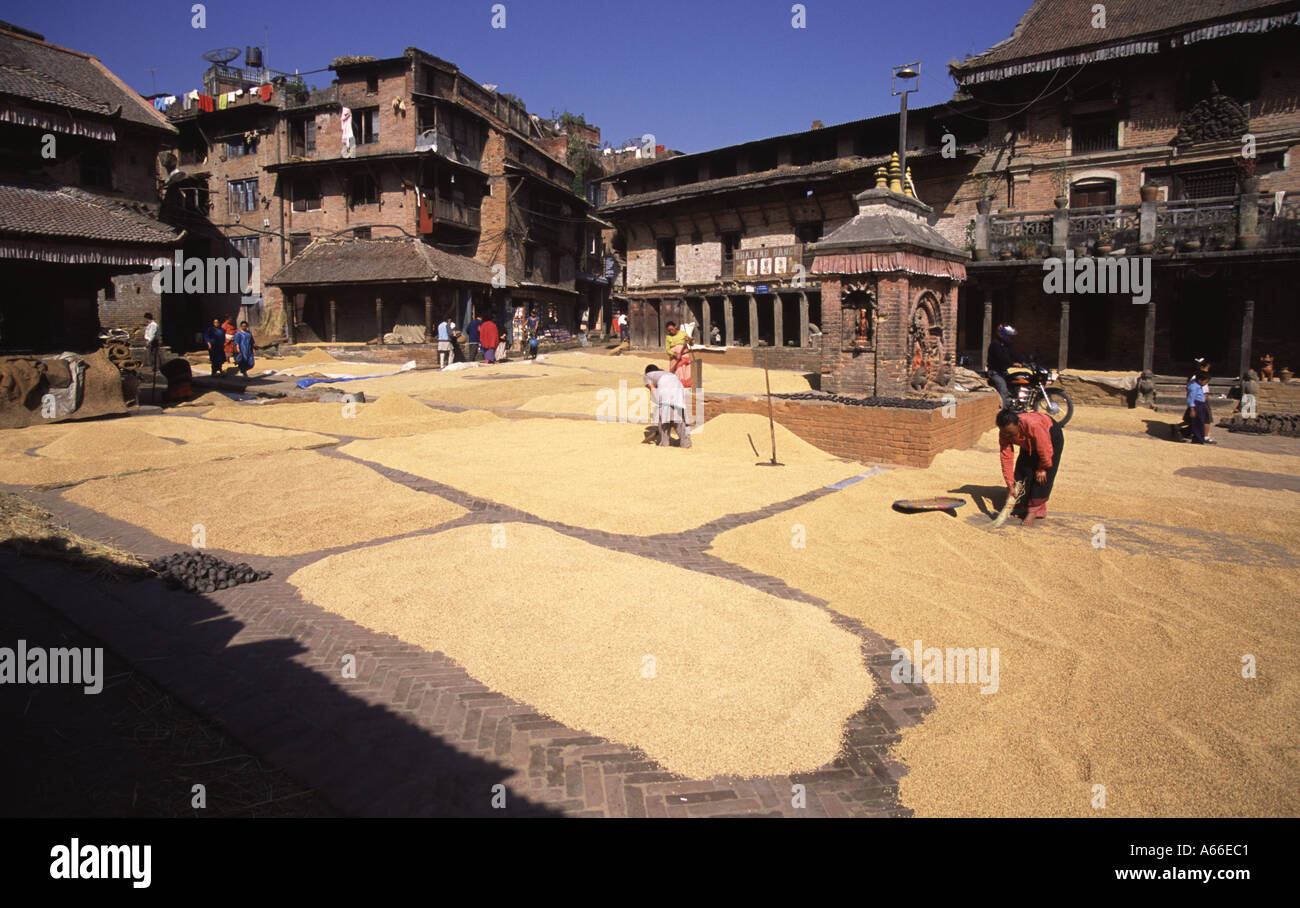 Bhaktapur crop rice hi-res stock photography and images - Alamy