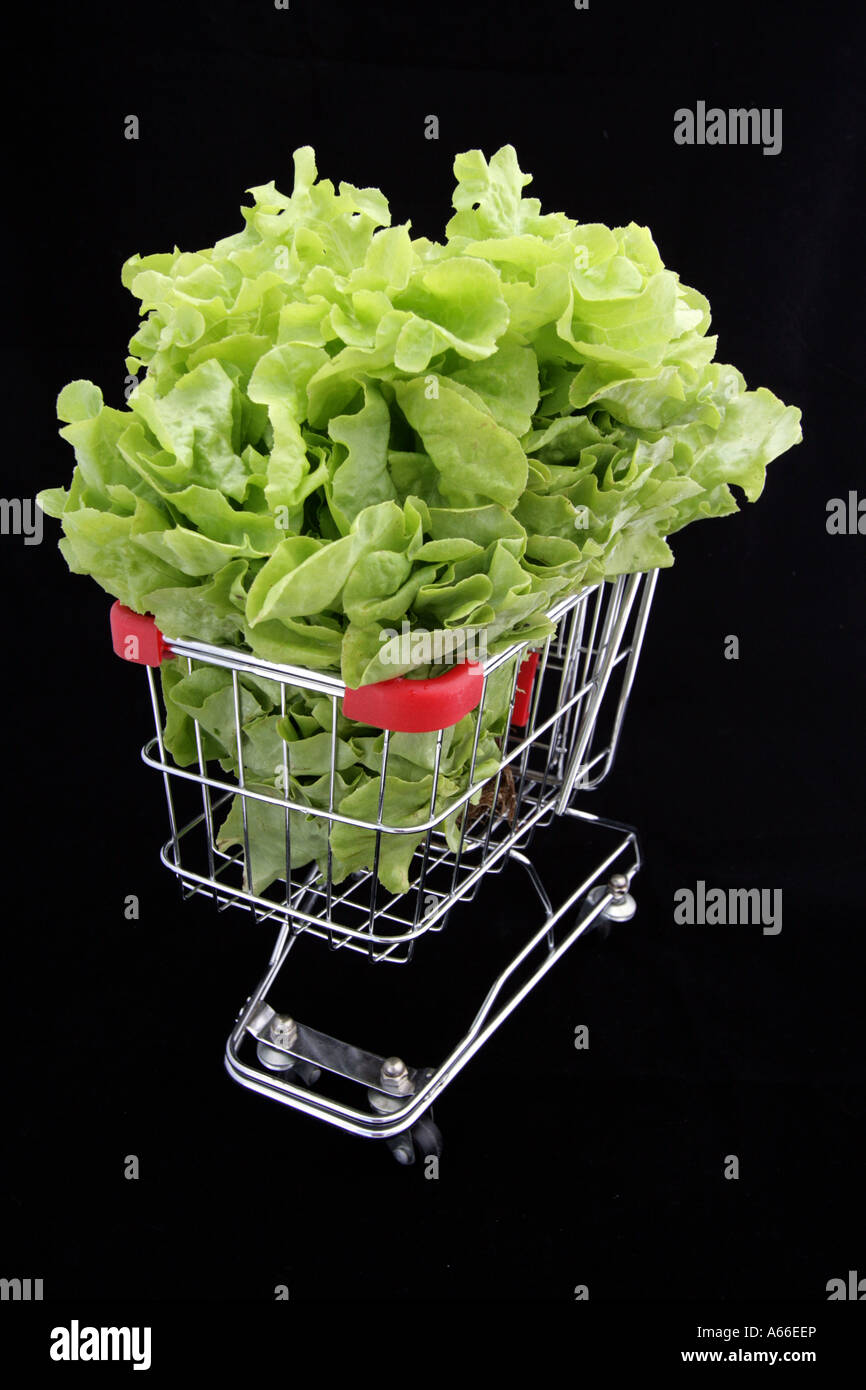 FRESH GREEN FANCY LETTUCE IN A MINATURE SHOPPING TROLLEY BLACK ...