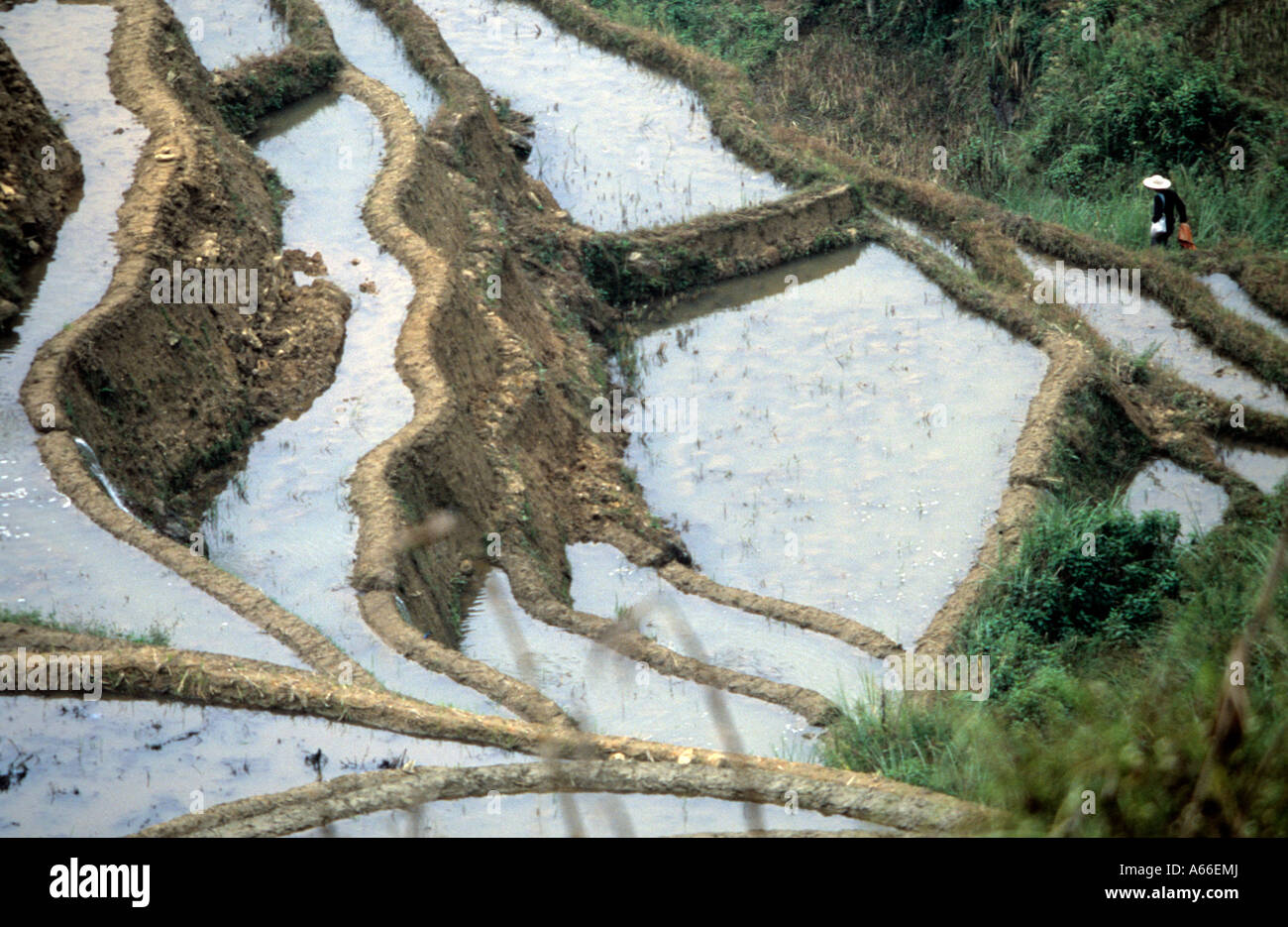 Farmer walking up the earthen walls of the terraces of rice paddies ...