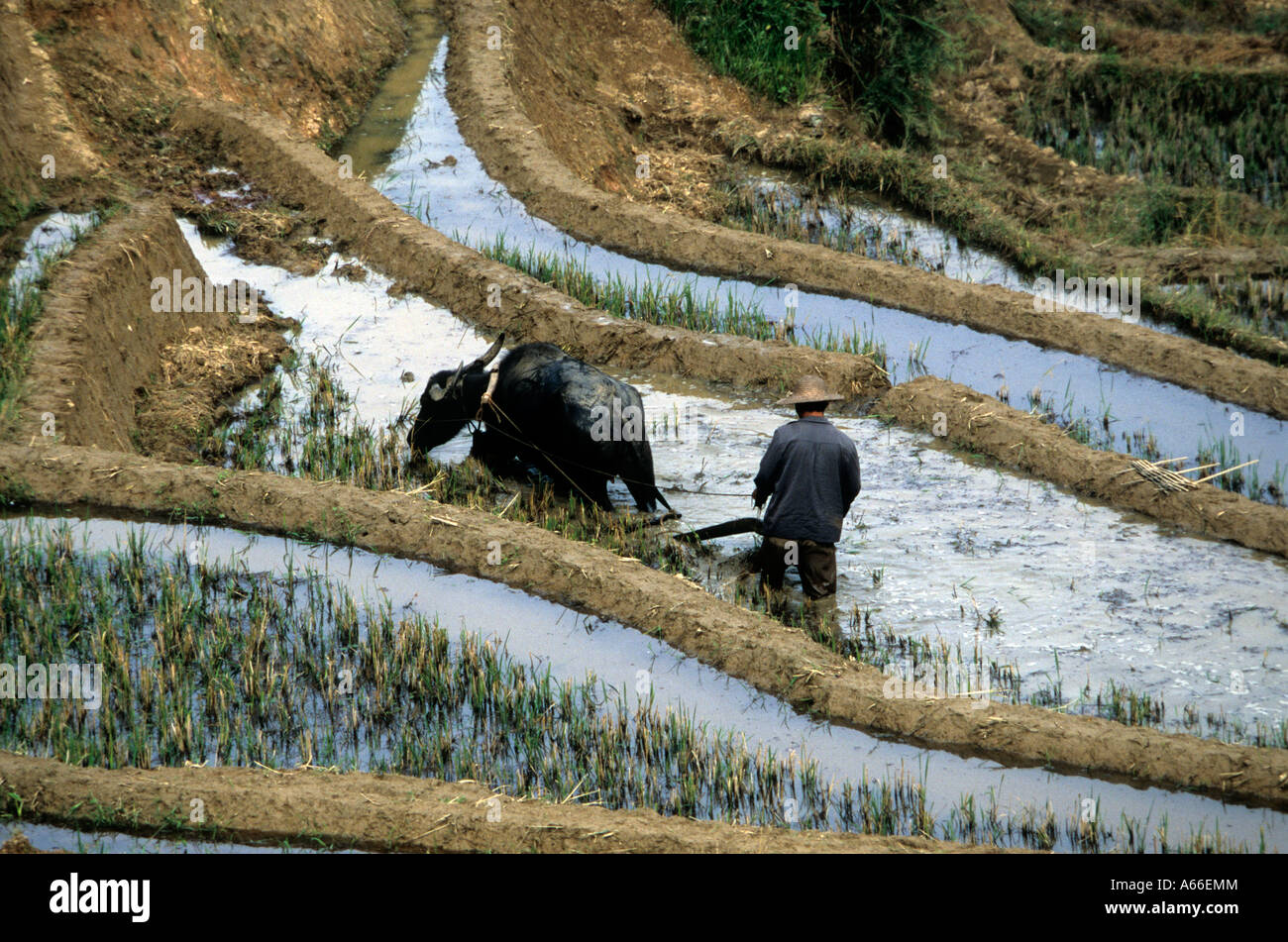 Ox ploughing china hi-res stock photography and images - Alamy