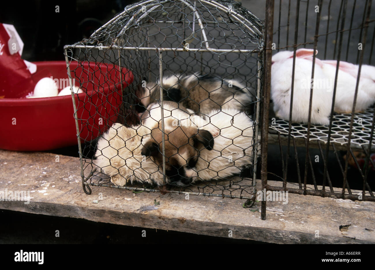 Dog puppies in a narrow cage on the market of Luchung, China, ready to ...