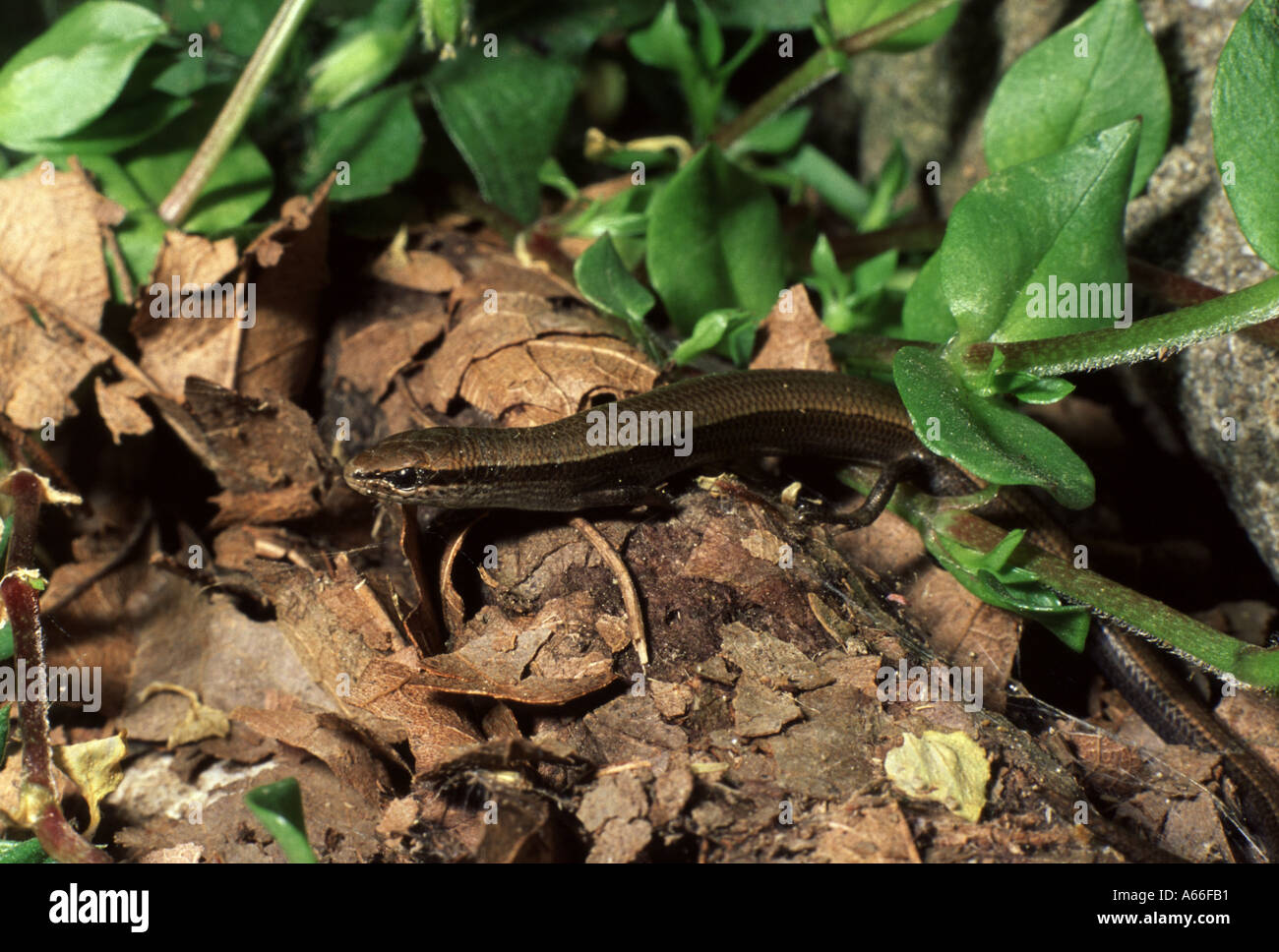 European skink hi-res stock photography and images - Alamy