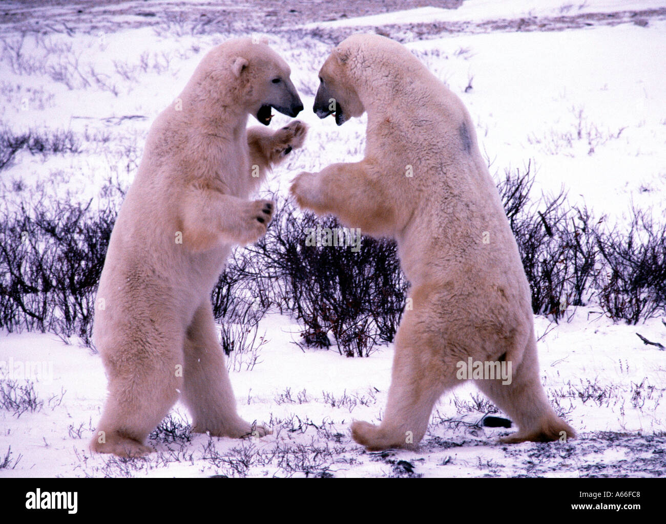 Polar bears fighting Stock Photo - Alamy