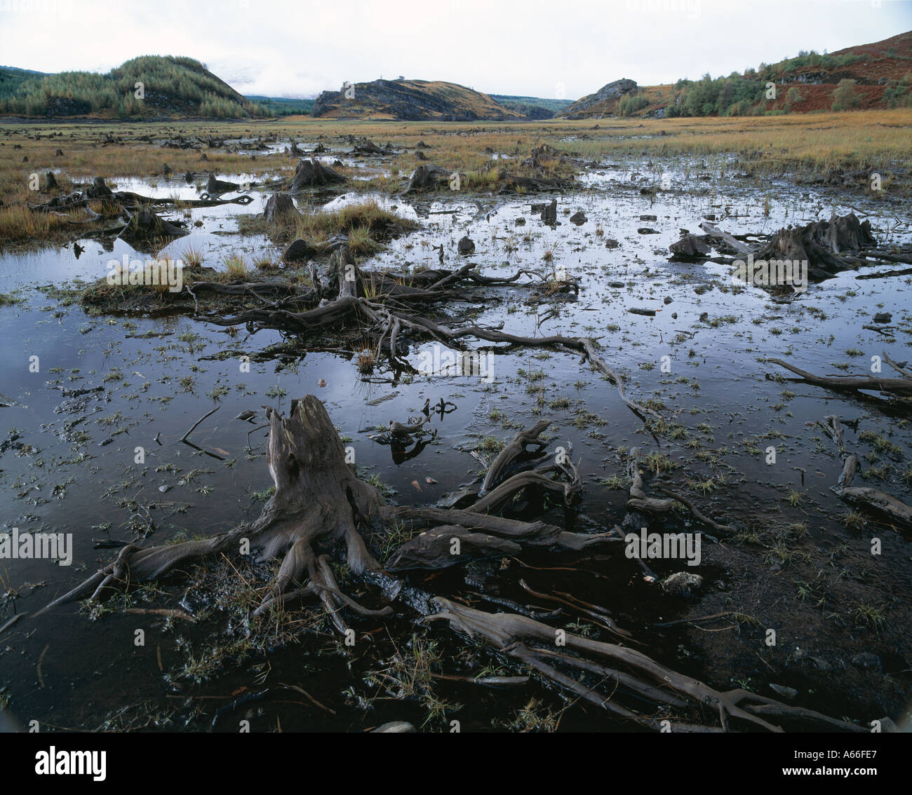 Deforestation in Scotland Stock Photo - Alamy