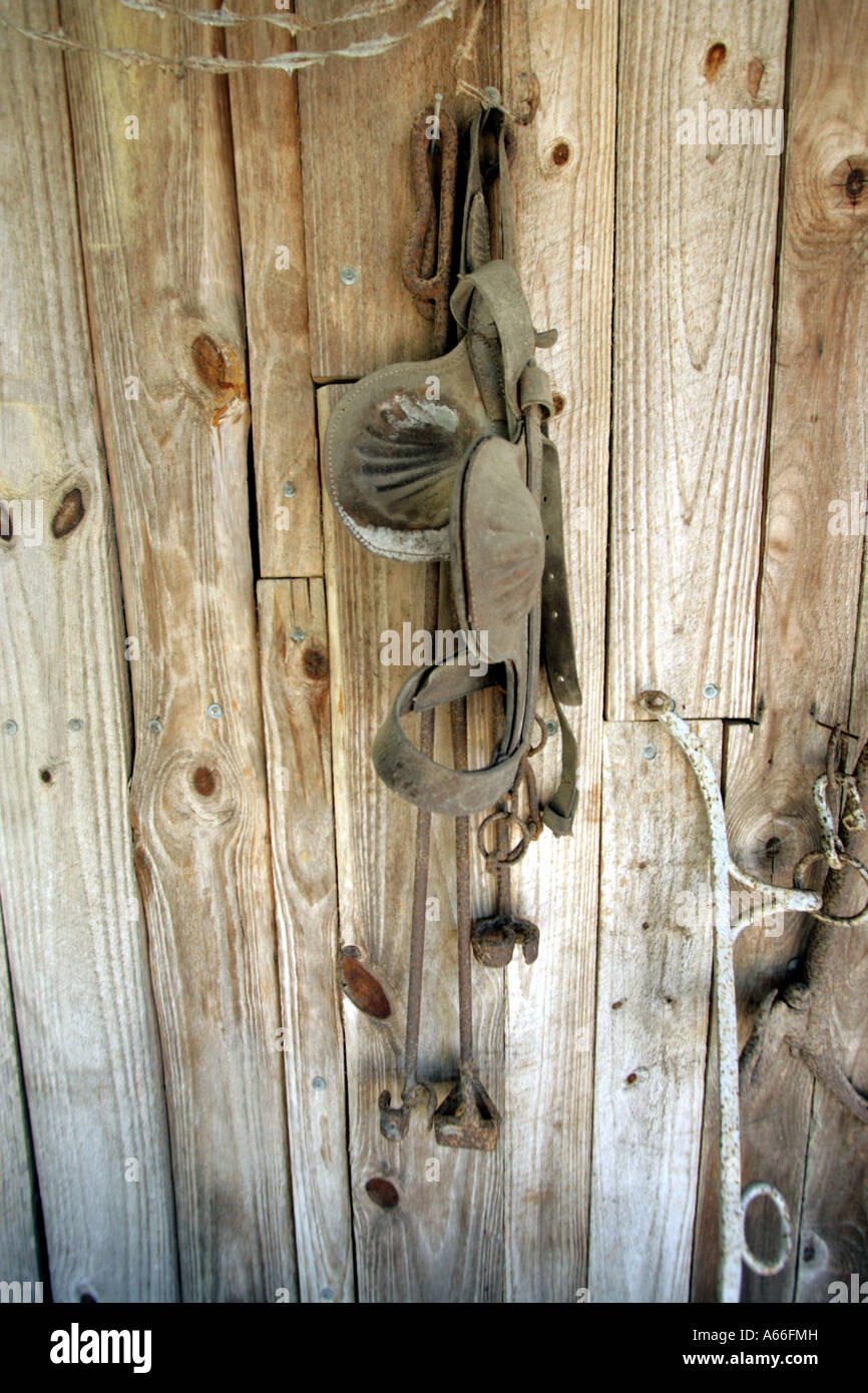 HORSE BRIDLE / STOCK / WHIP HANGING ON TIMBER WALL VERTICAL BDB10387 ...