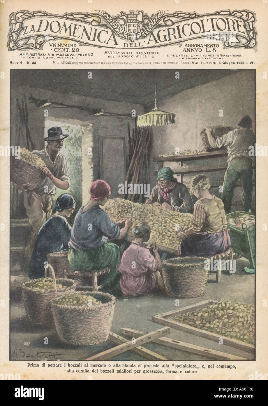 Sorting Silk Cocoons Stock Photo - Alamy