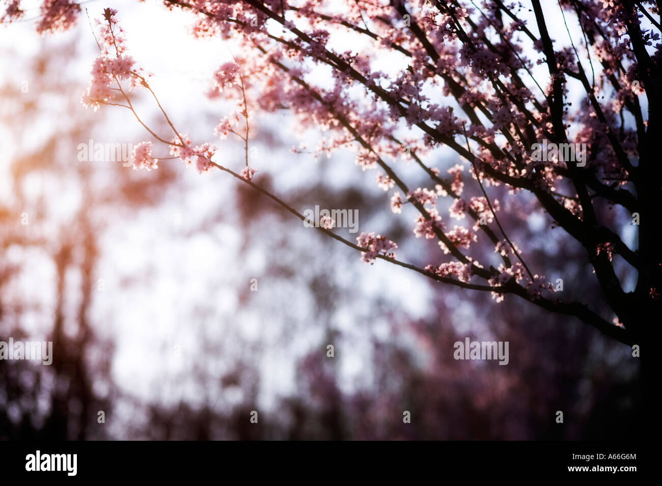 Spring pink blossoms Stock Photo - Alamy