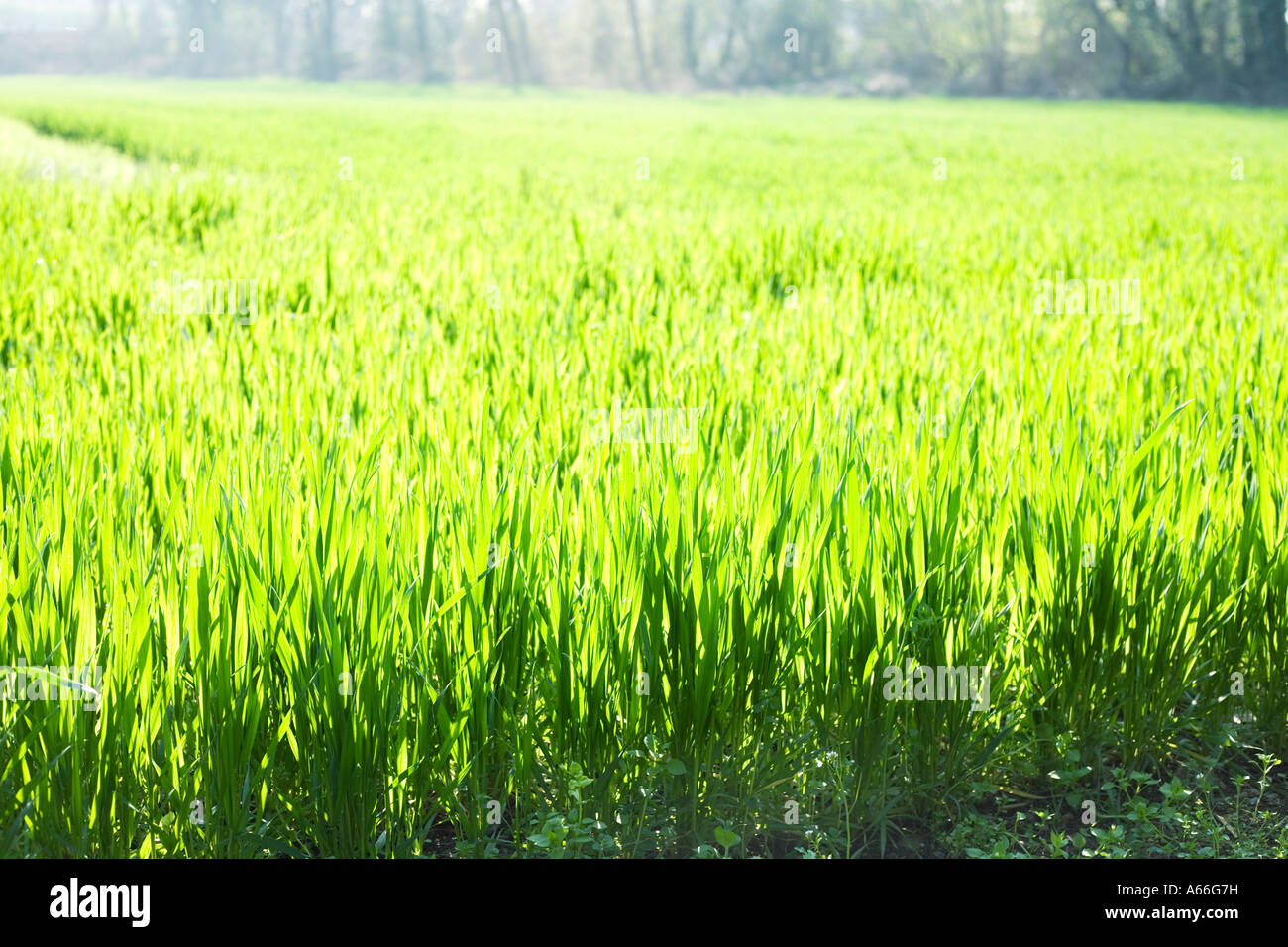 Wheat fiels in Spring Stock Photo - Alamy