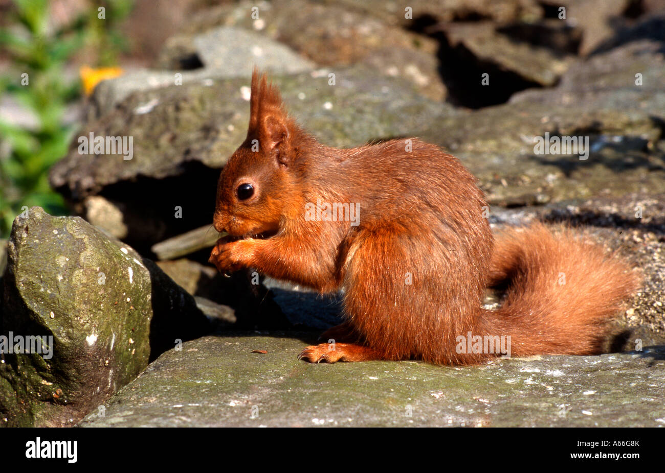 Red Squirrel (Sciurus vulgaris) - Steele End English Lake District ...