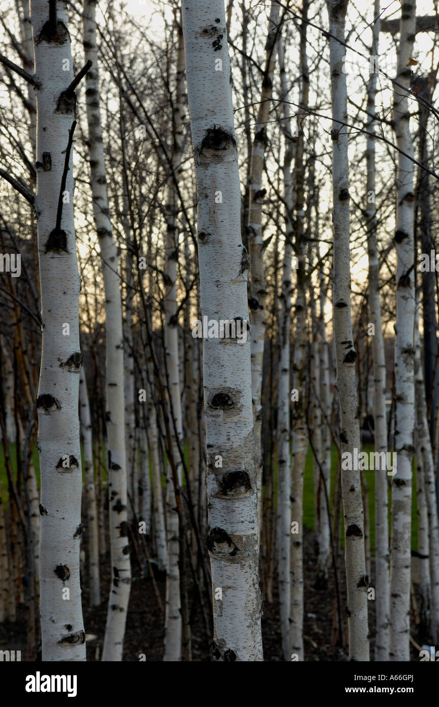 Silver birch trees Stock Photo - Alamy
