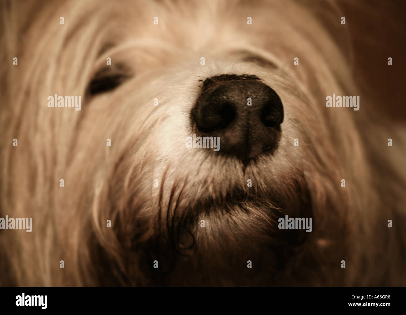 Dog sniff four hi-res stock photography and images - Alamy