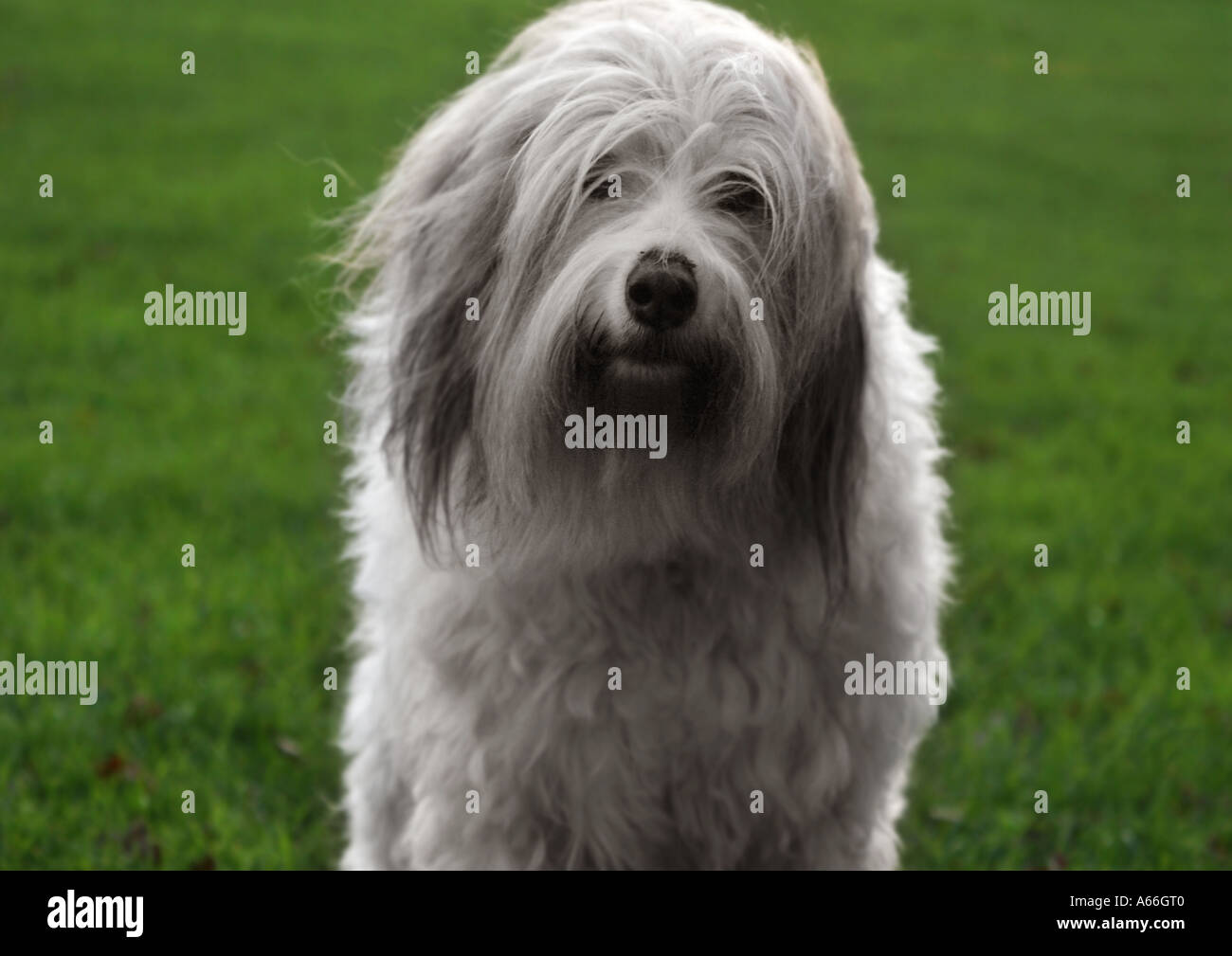 Scruffy dog walk hi-res stock photography and images - Alamy