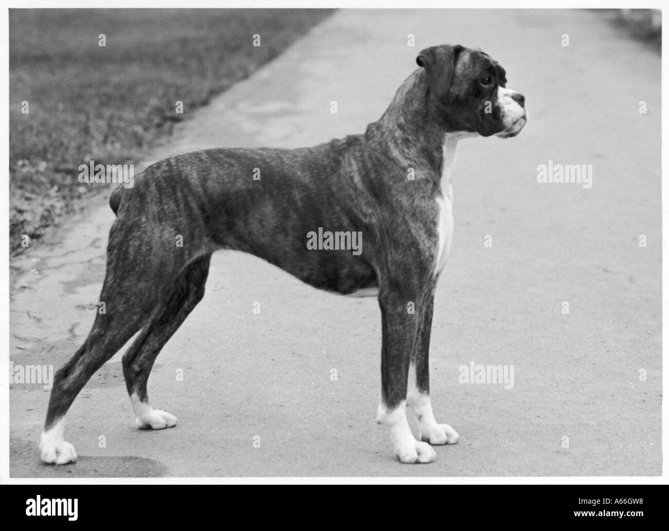 Boxer Main Attraction Stock Photo - Alamy