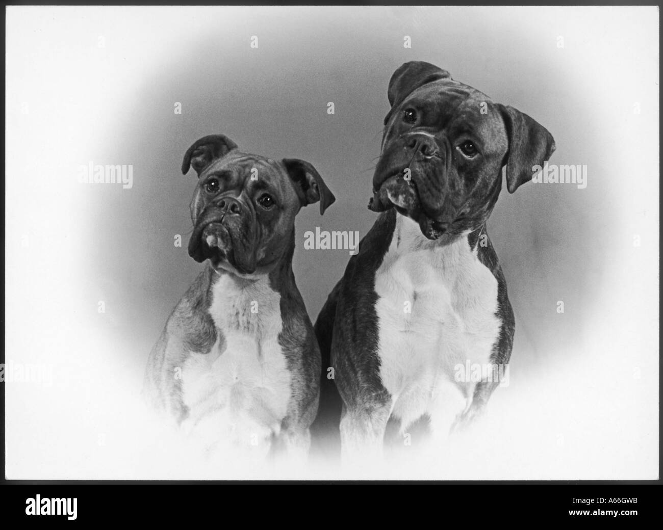 Boxer Two Heads 1953 Stock Photo - Alamy