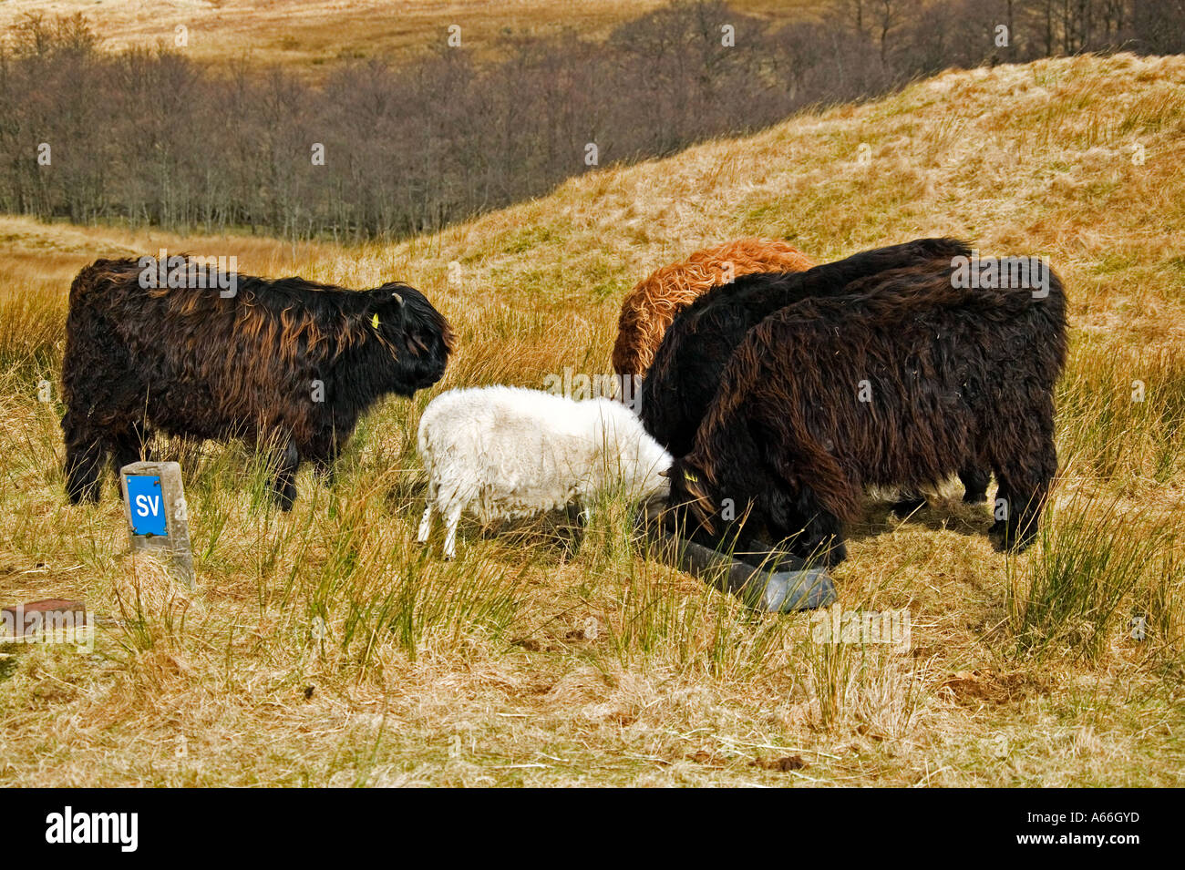 Odd one out animals hi-res stock photography and images - Alamy