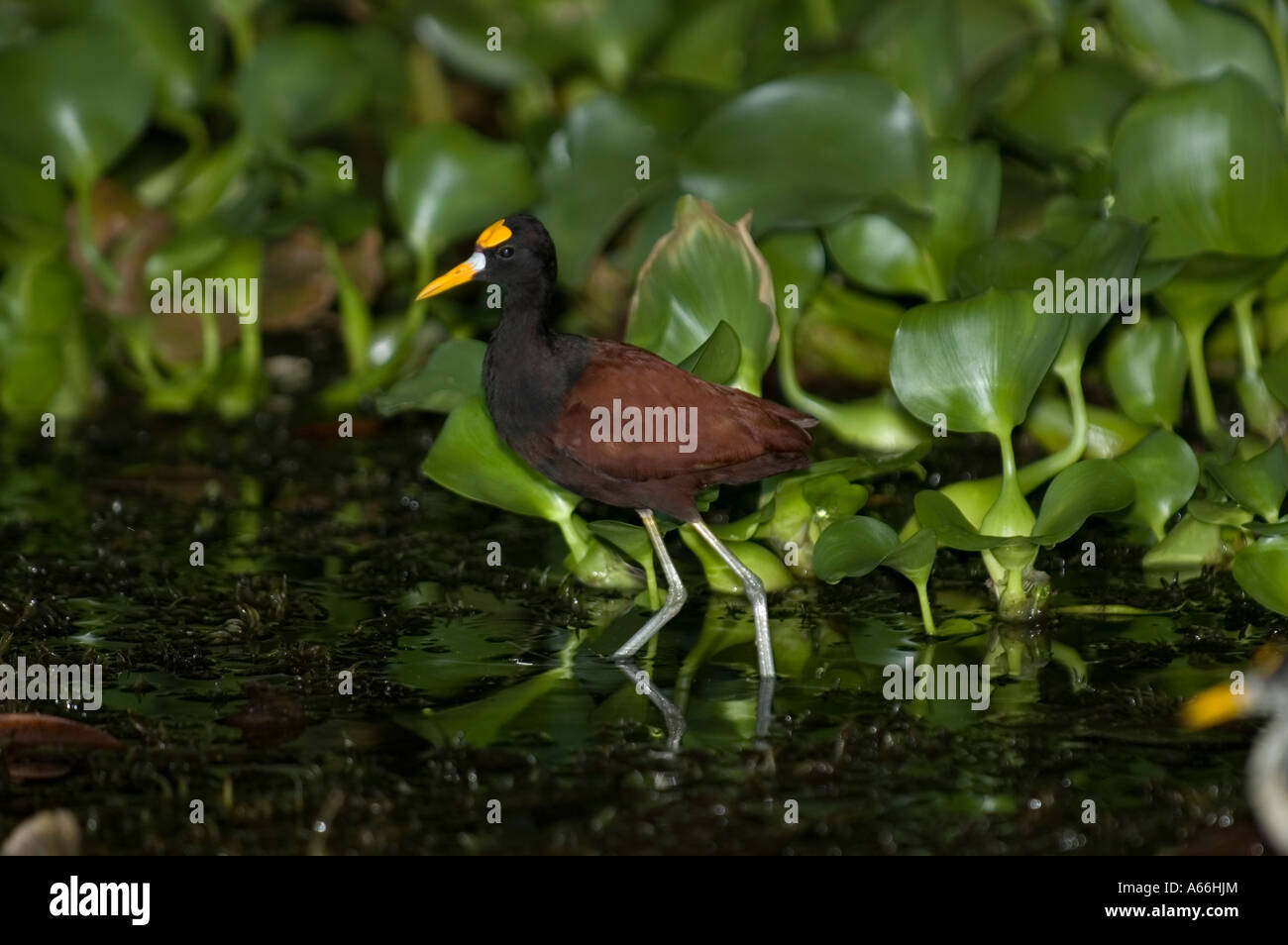 Northern Jacana (Jacana spinosa), Costa Rica Stock Photo - Alamy