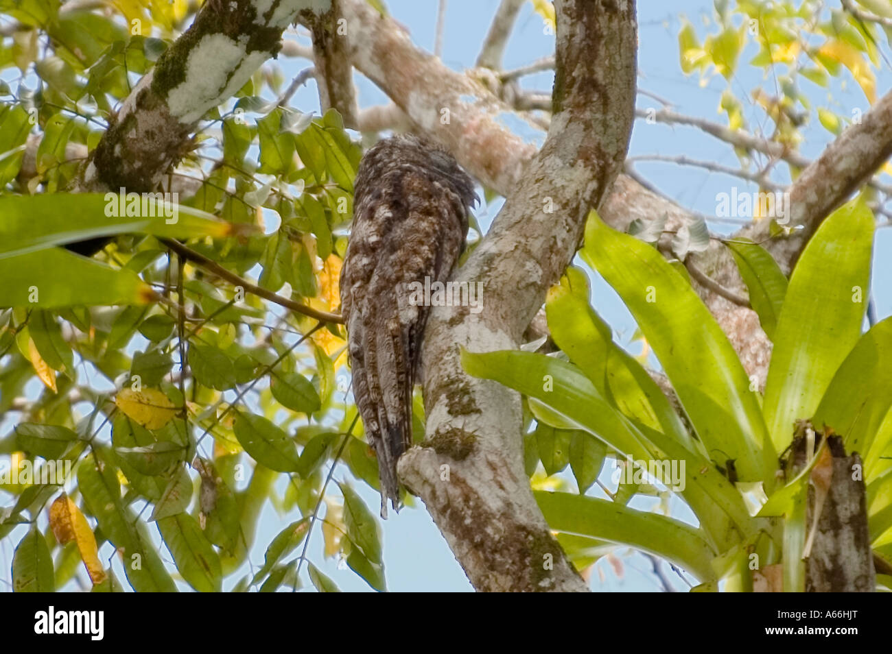 Great Potoo (Nyctibius grandis) perched in tree for the day, Costa Rica ...
