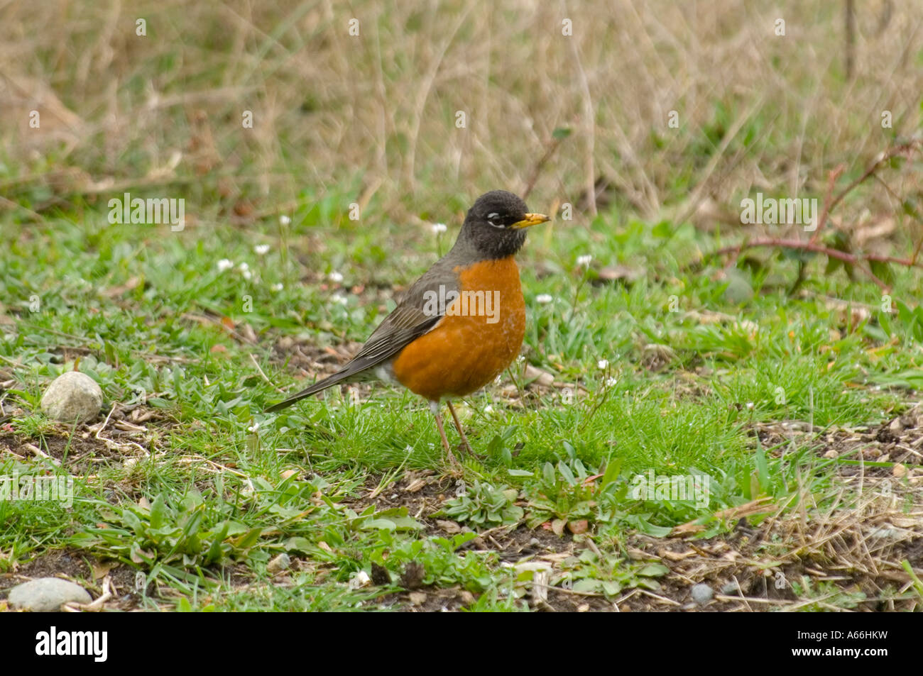 American Robin (Turdus migratorius), USA Stock Photo - Alamy
