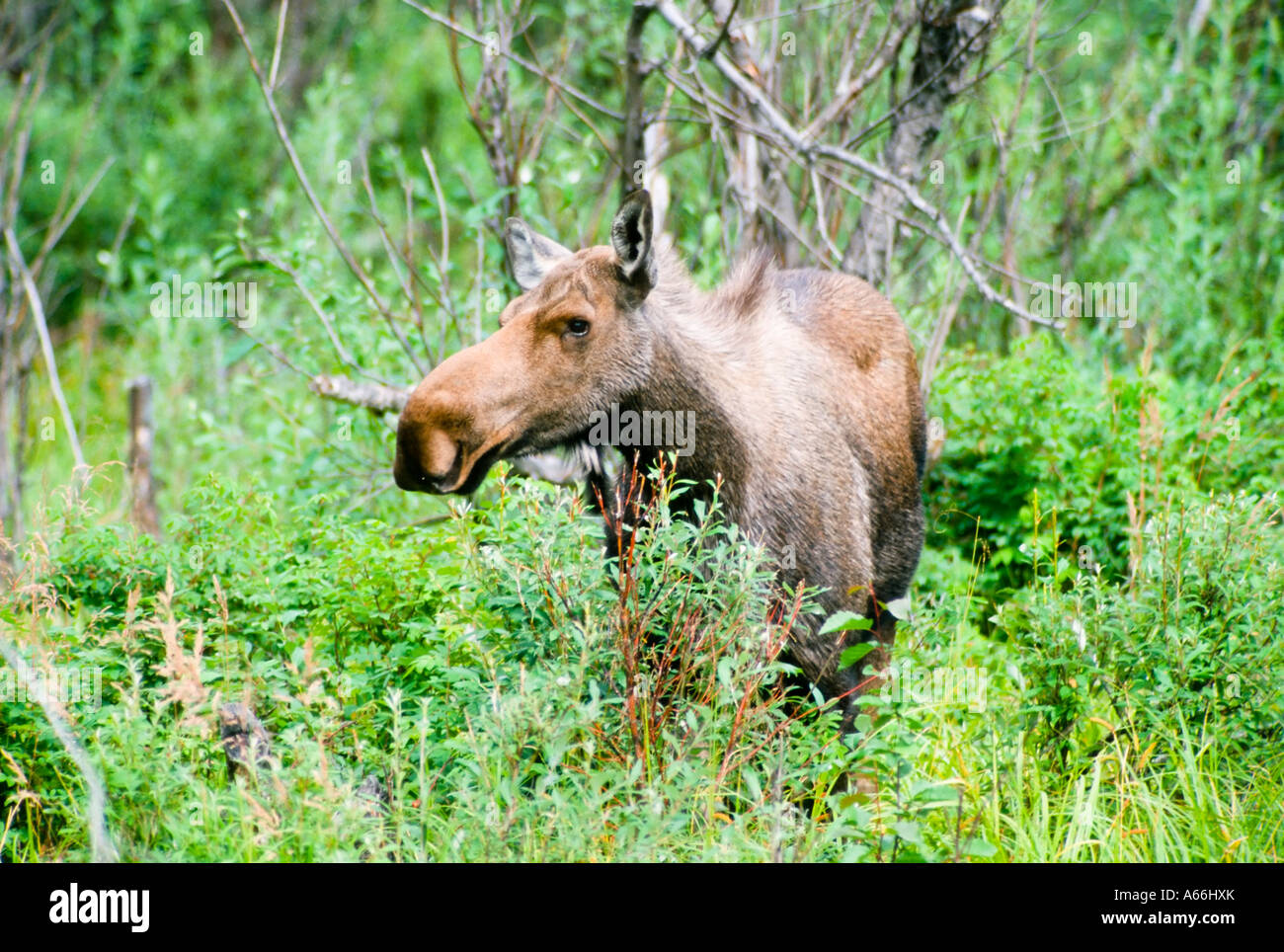 Moose (Alces alces), Alaska Stock Photo - Alamy