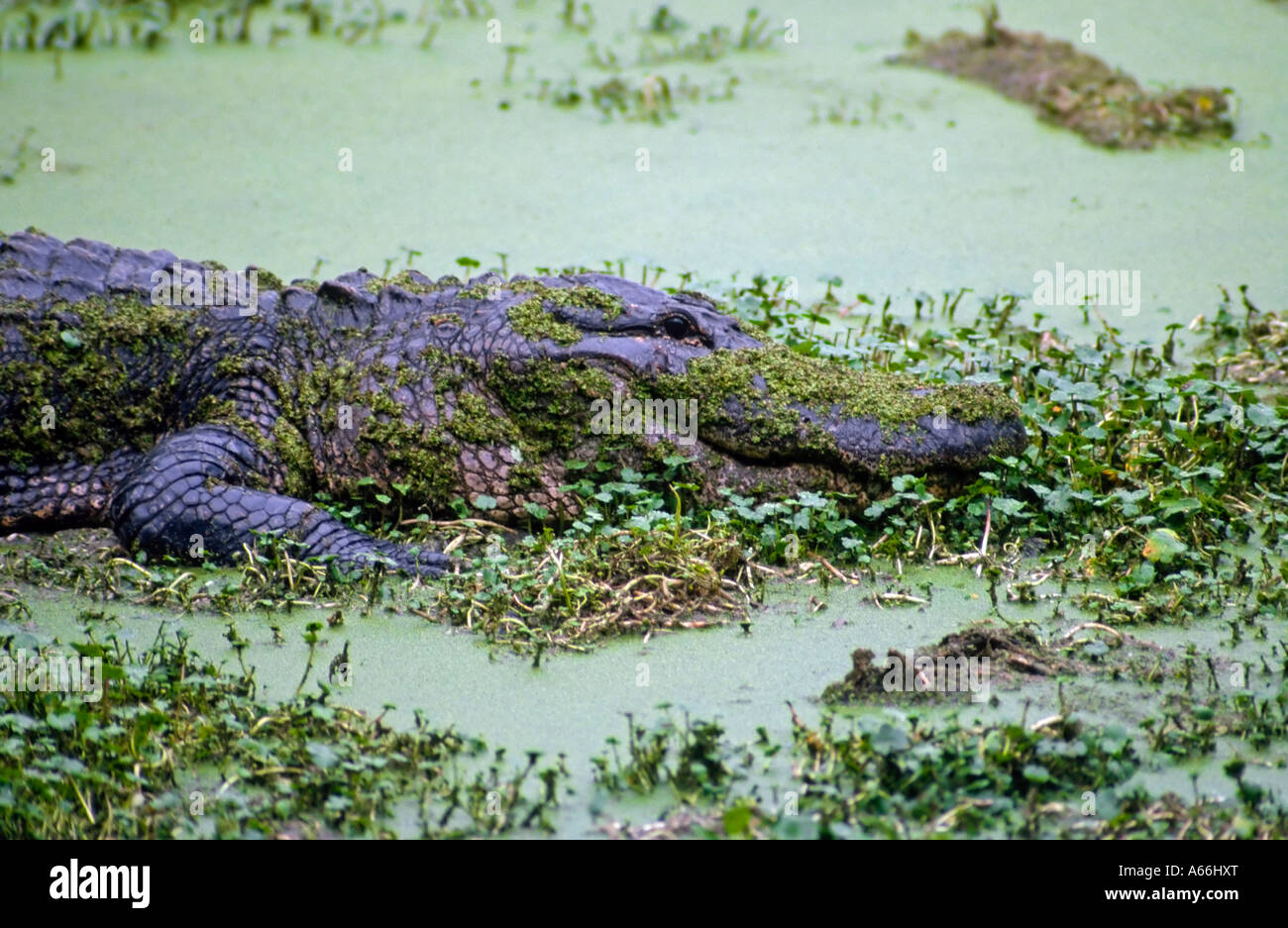 American alligator mississippiensis scales hi-res stock photography and ...