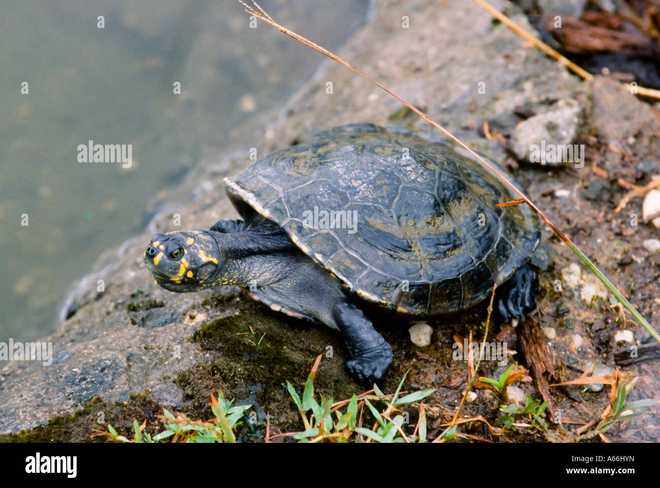 Yellow-spotted River Turtle (Podocnemis unifilis), Ecuador Stock Photo ...