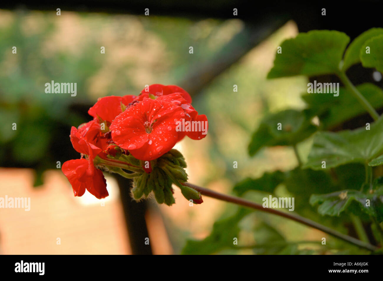 A beautiful garden geranium in full bloom Stock Photo - Alamy