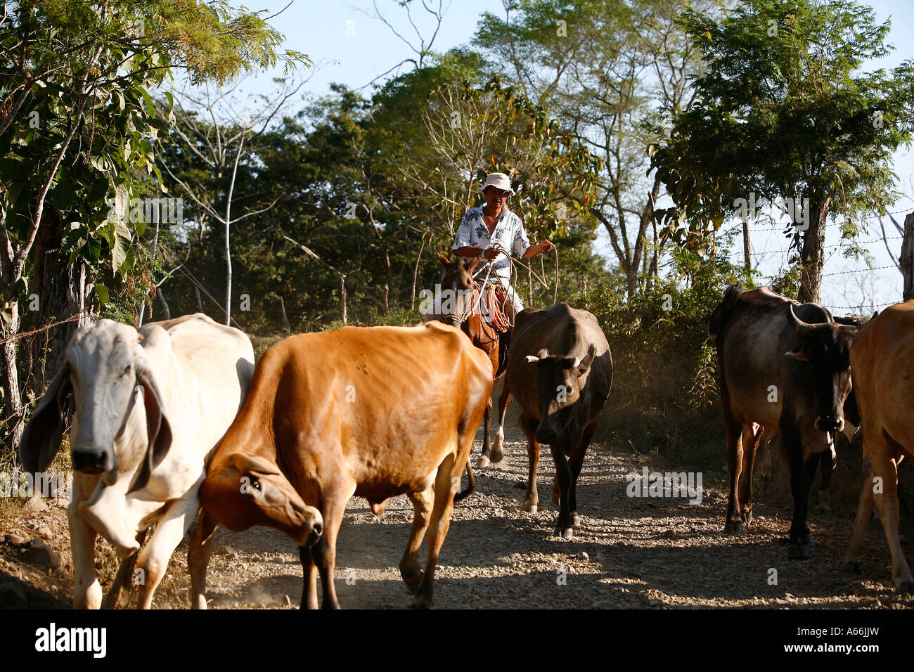 Farmer cows costa rica hi-res stock photography and images - Alamy