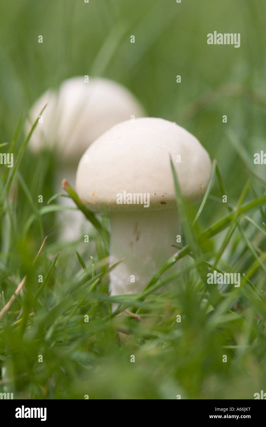 Agaricus bisporus mushroom hi-res stock photography and images - Alamy