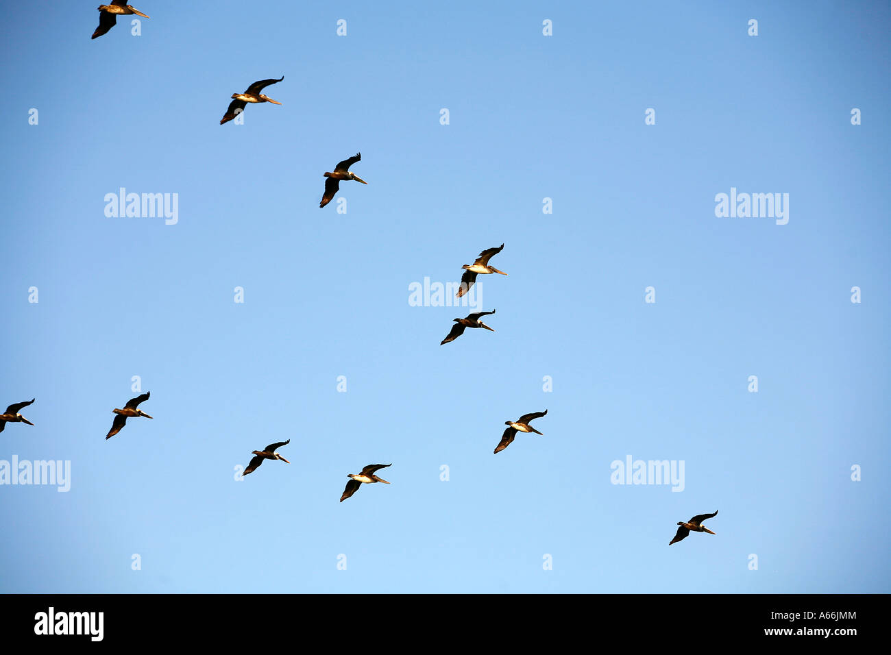 Pelicans flying v formation hi-res stock photography and images - Alamy