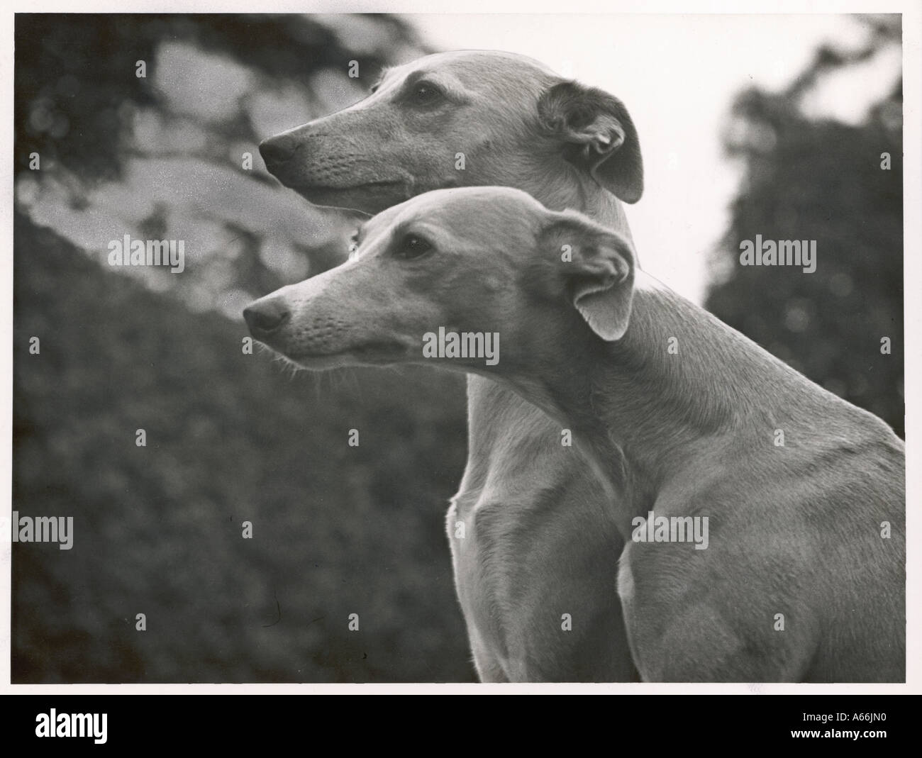 Two whippets hi-res stock photography and images - Alamy