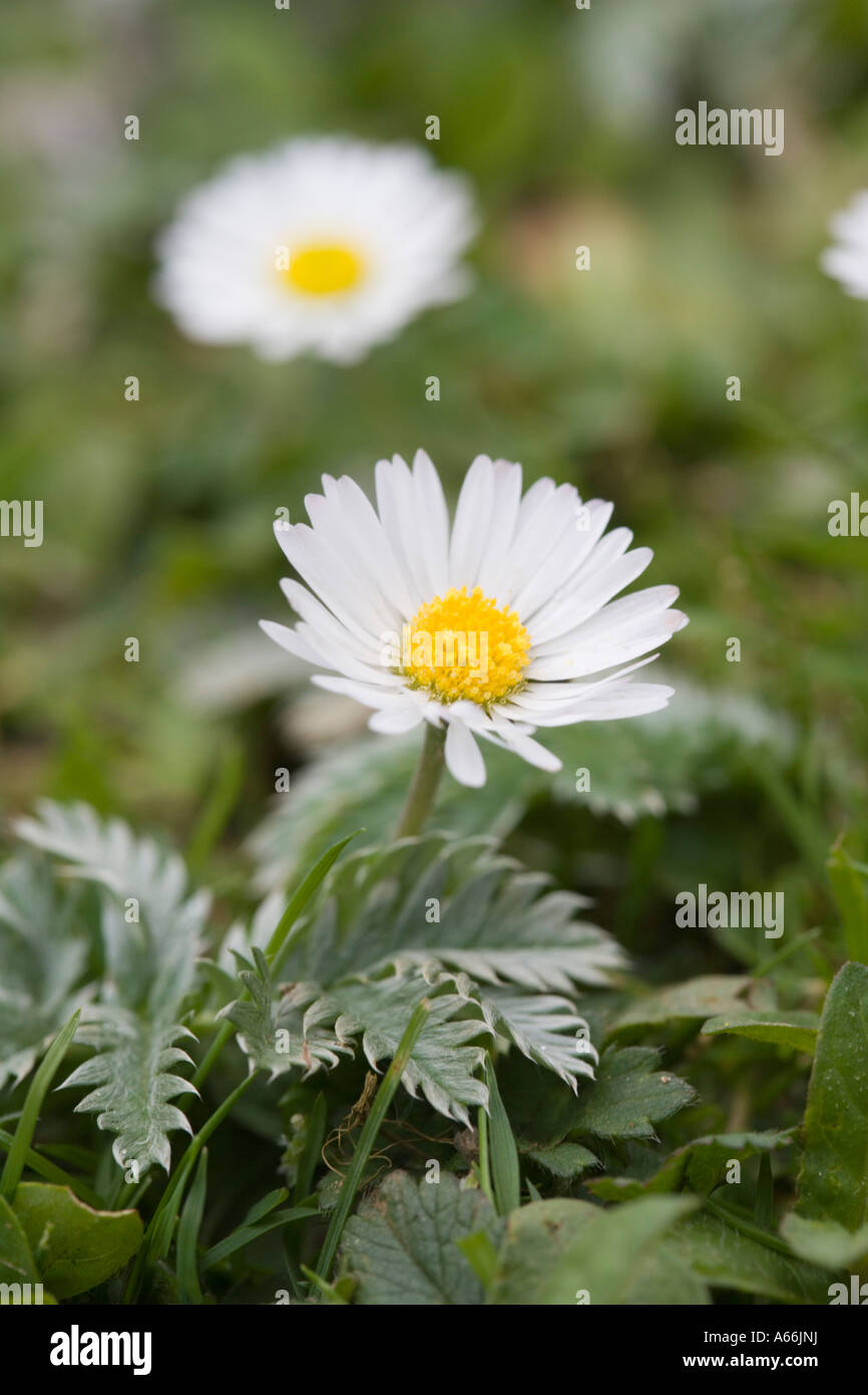 Common Daisy. Bellis perennis Stock Photo - Alamy