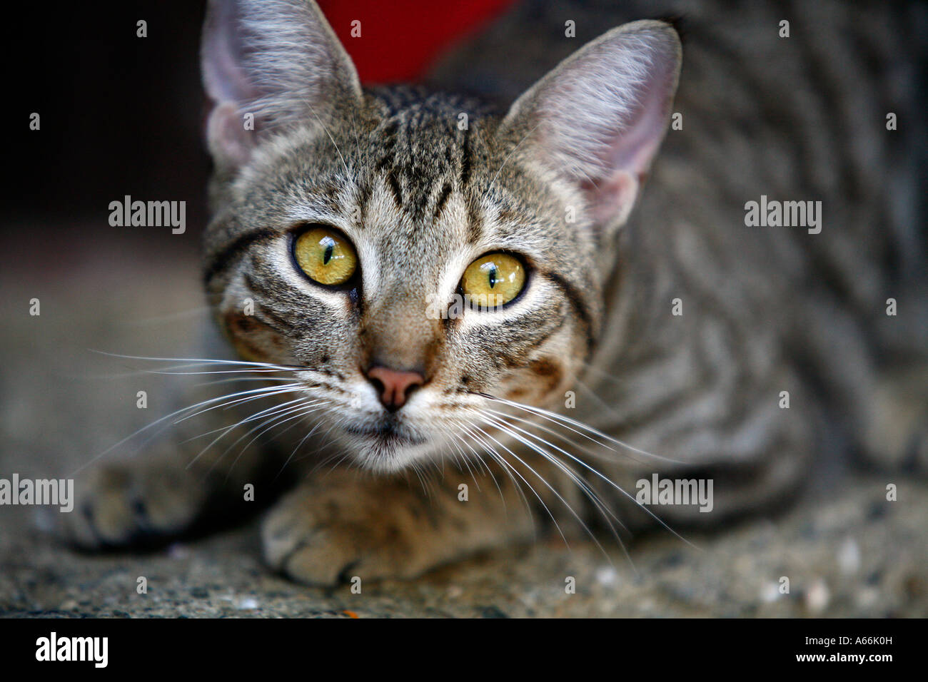 cat costa rica Stock Photo - Alamy