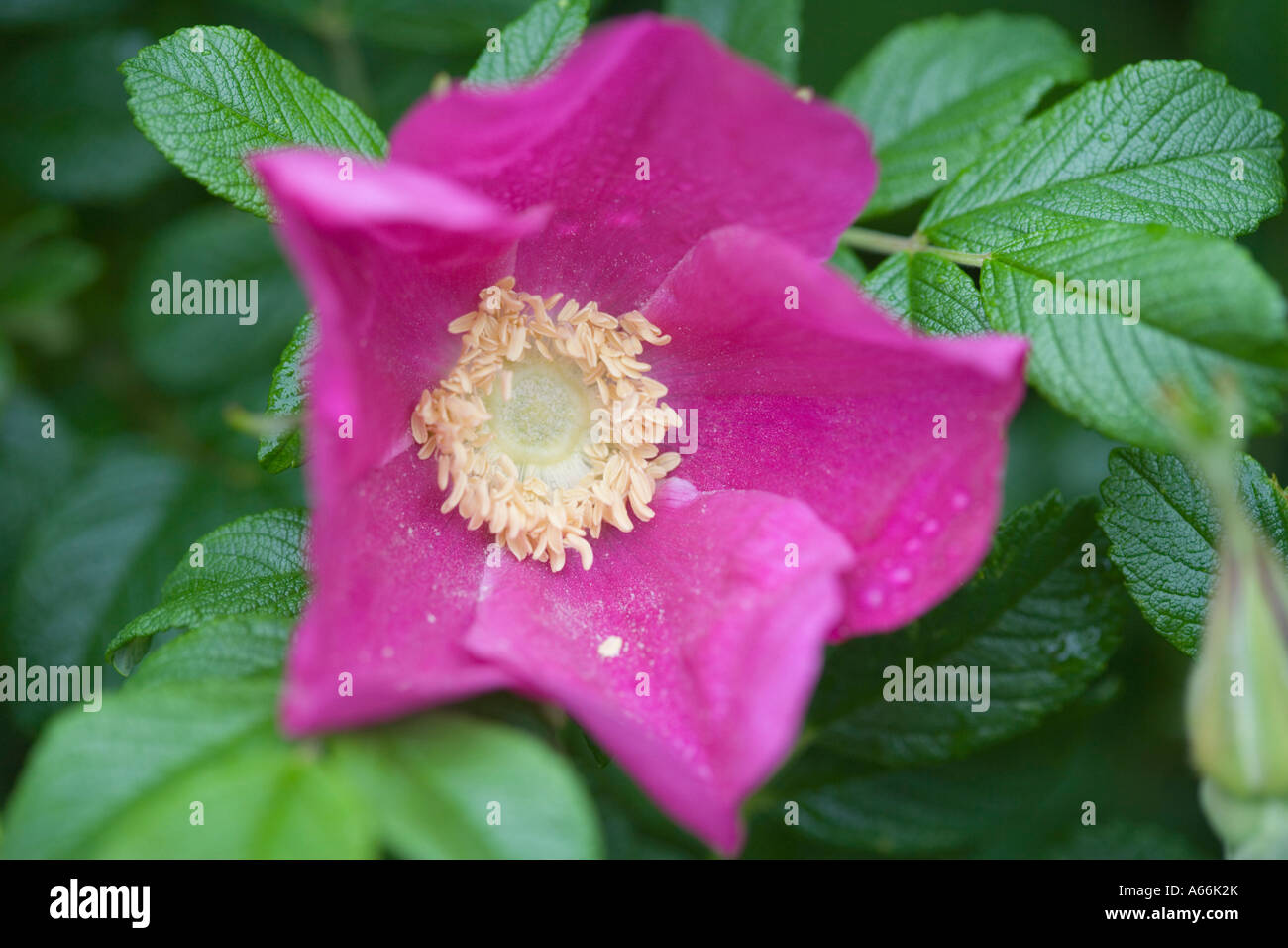 Deep pink flower of Dog Rose. Rosa Canina Stock Photo - Alamy