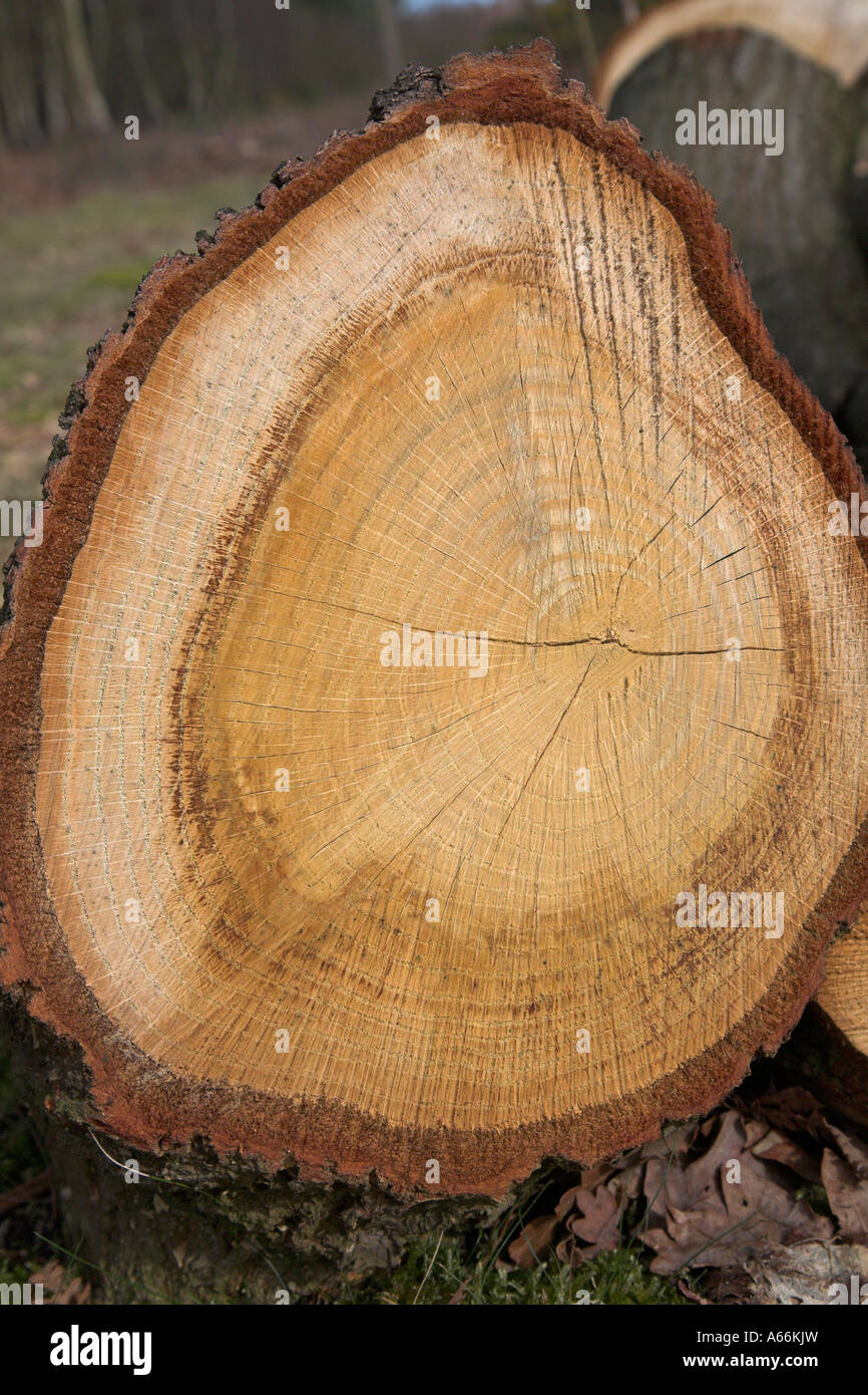 Ash cross section hi-res stock photography and images - Alamy