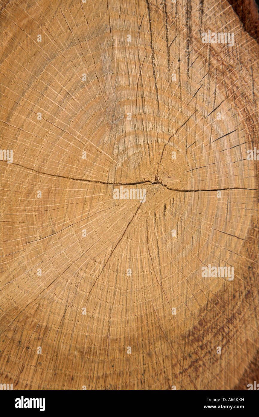 Ash tree cut down showing cross section of growth rings Stock Photo - Alamy