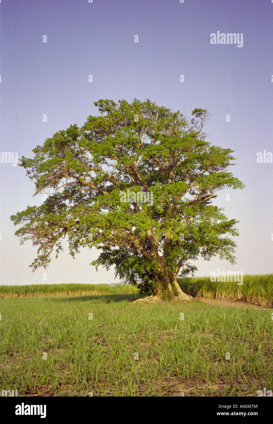 One single stately tree stands alone in a field bathed in soft late ...