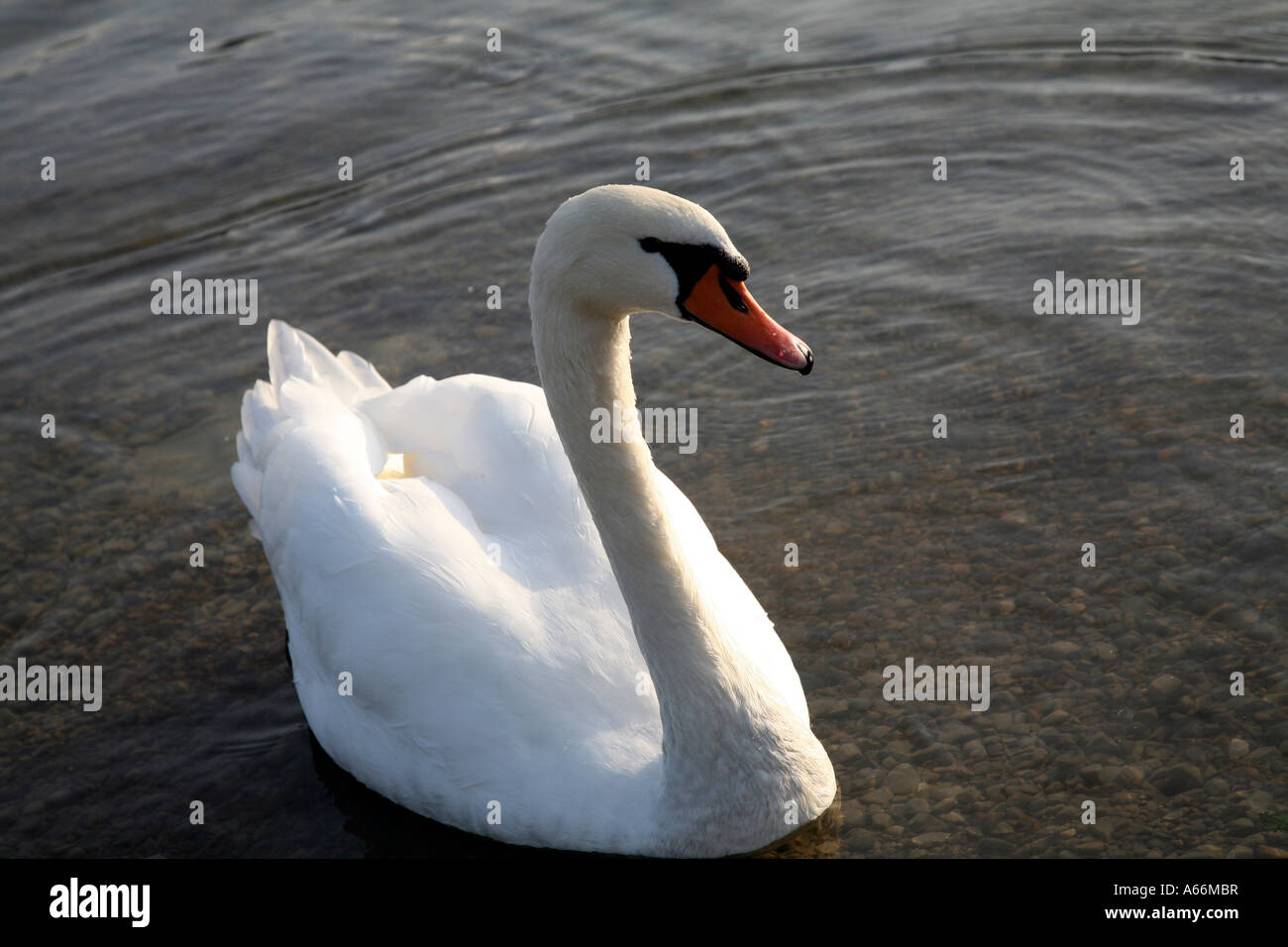 European Swan in Schliersee in Bavaria Europe Germany Bavaria Stock ...