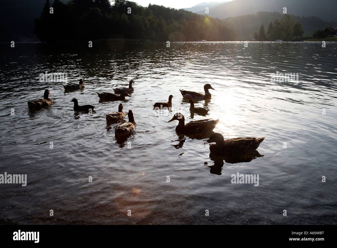 Swans on the Schliersee in Bavaria Austria Stock Photo - Alamy